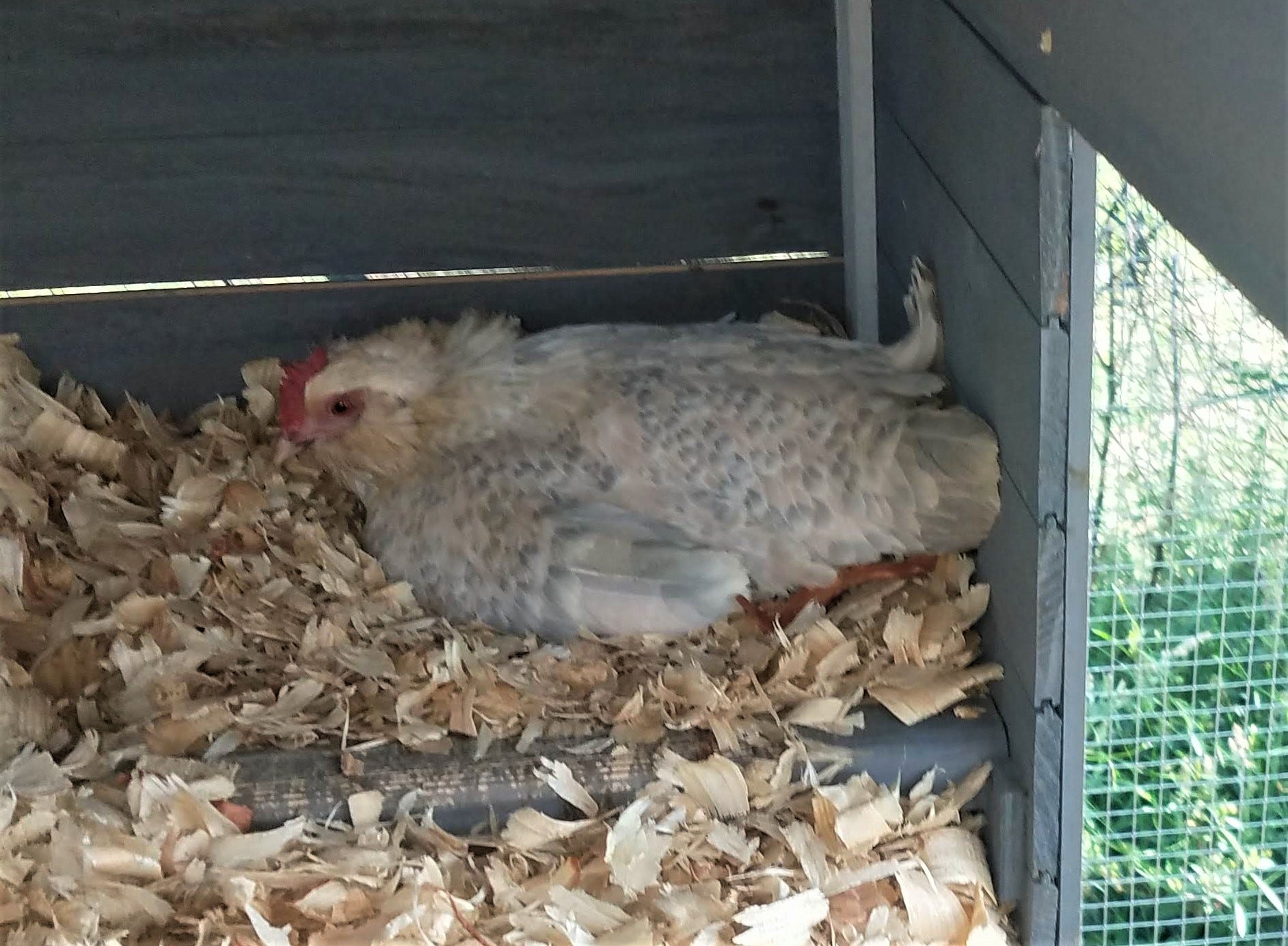 Dispatch Newsletter | Katie | Substack