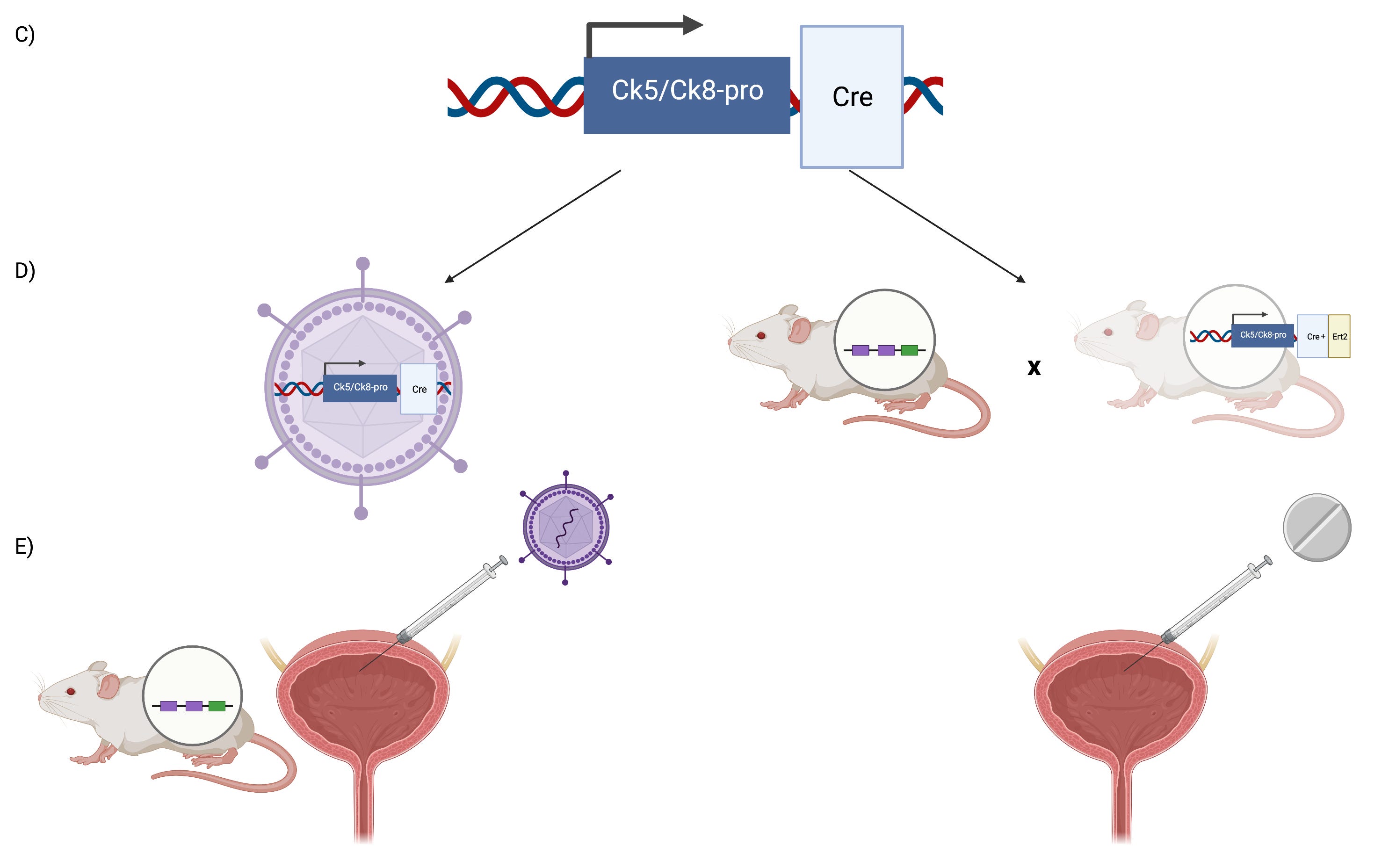 Summary: Novel Mouse Models of Bladder Cancer Identify a Prognostic ...