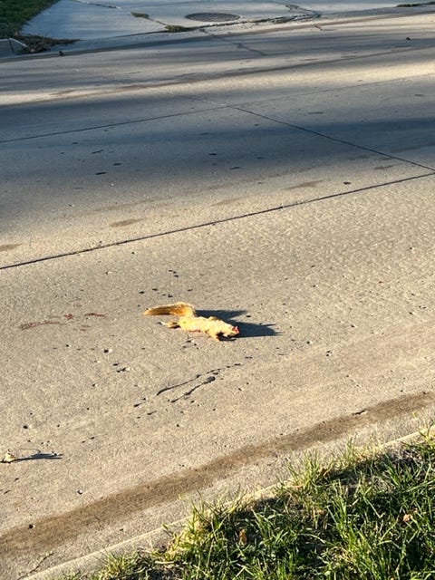 Dead skunk in the middle of the road - by Suzanna de Baca