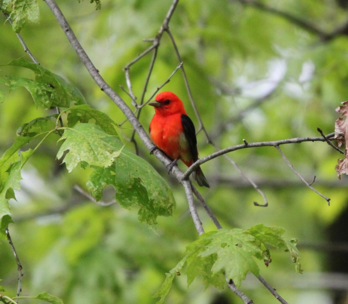 Seven show-stopping Midwestern bird species - by Bob Dolgan