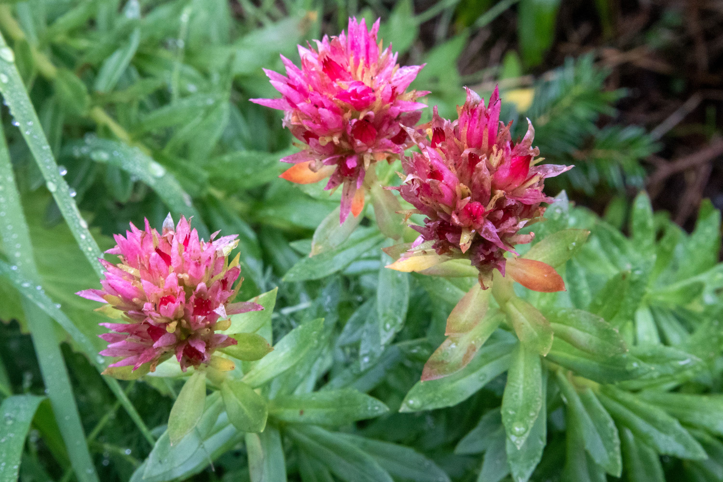 A Pocketful of Species - by Laura K