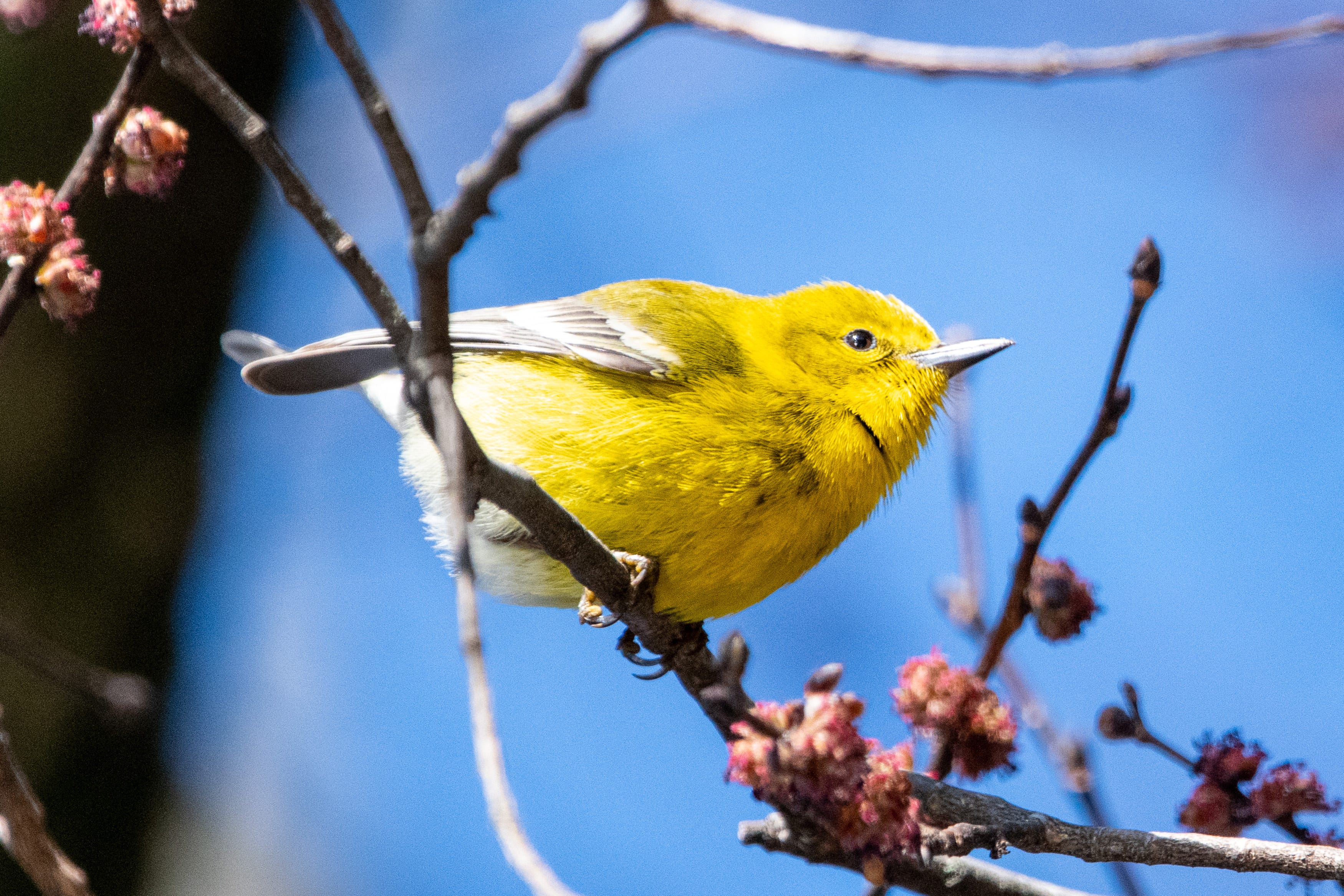 Primary colors - by Caleb Crain - Leaflet