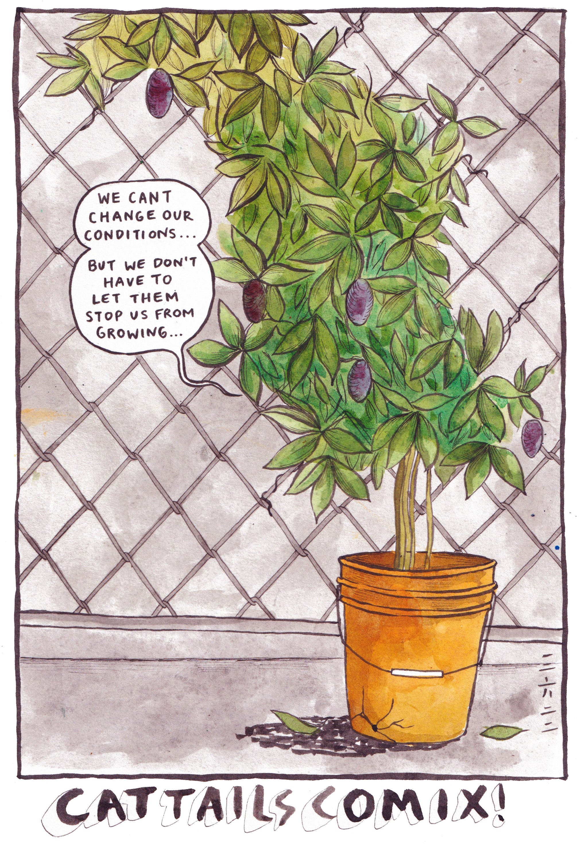 5 gal growth - Cattails Comix