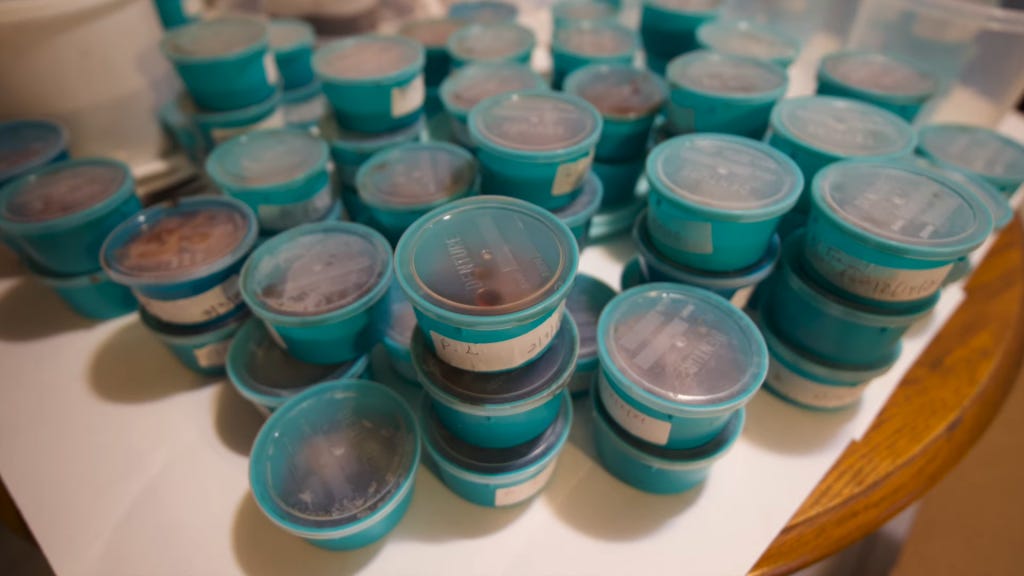 New Details on the 5 Late-Term Aborted Babies Taken from Abortion ...