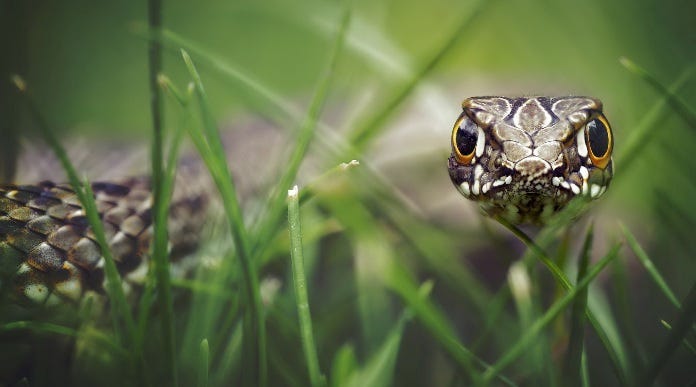 The Liberal Mindset - BostonYankee Spotlight