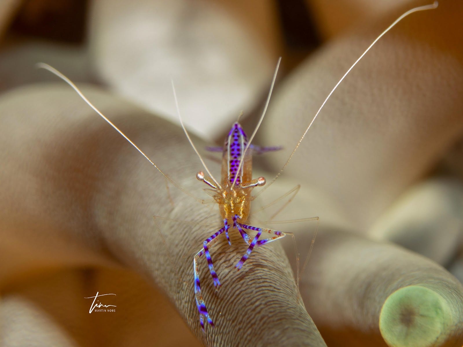 8 Simple Steps for Improving Your Underwater Macro Photography