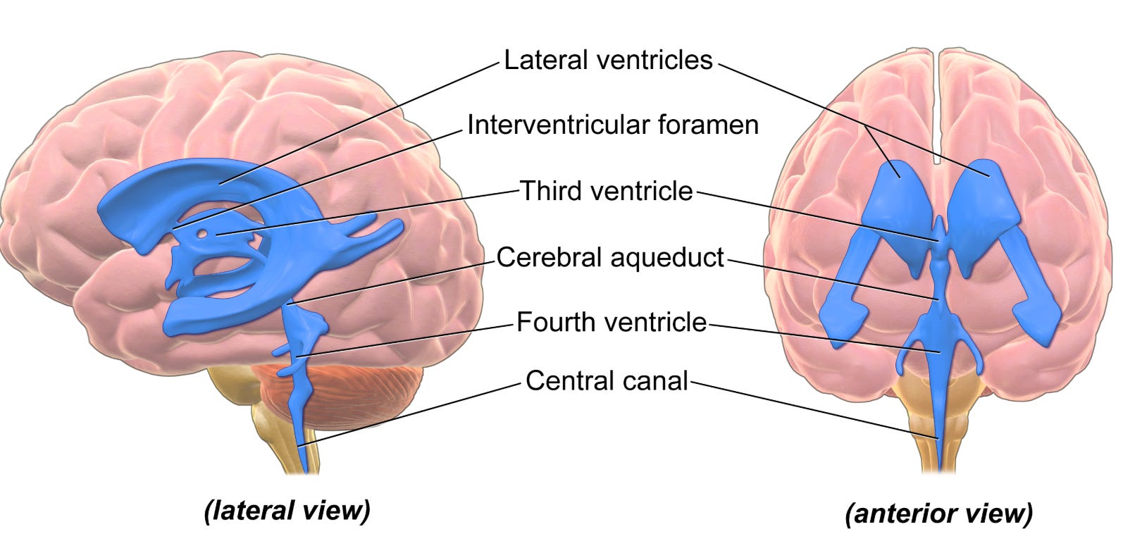 Seven approaches for accelerating immersion fixation in brain banking