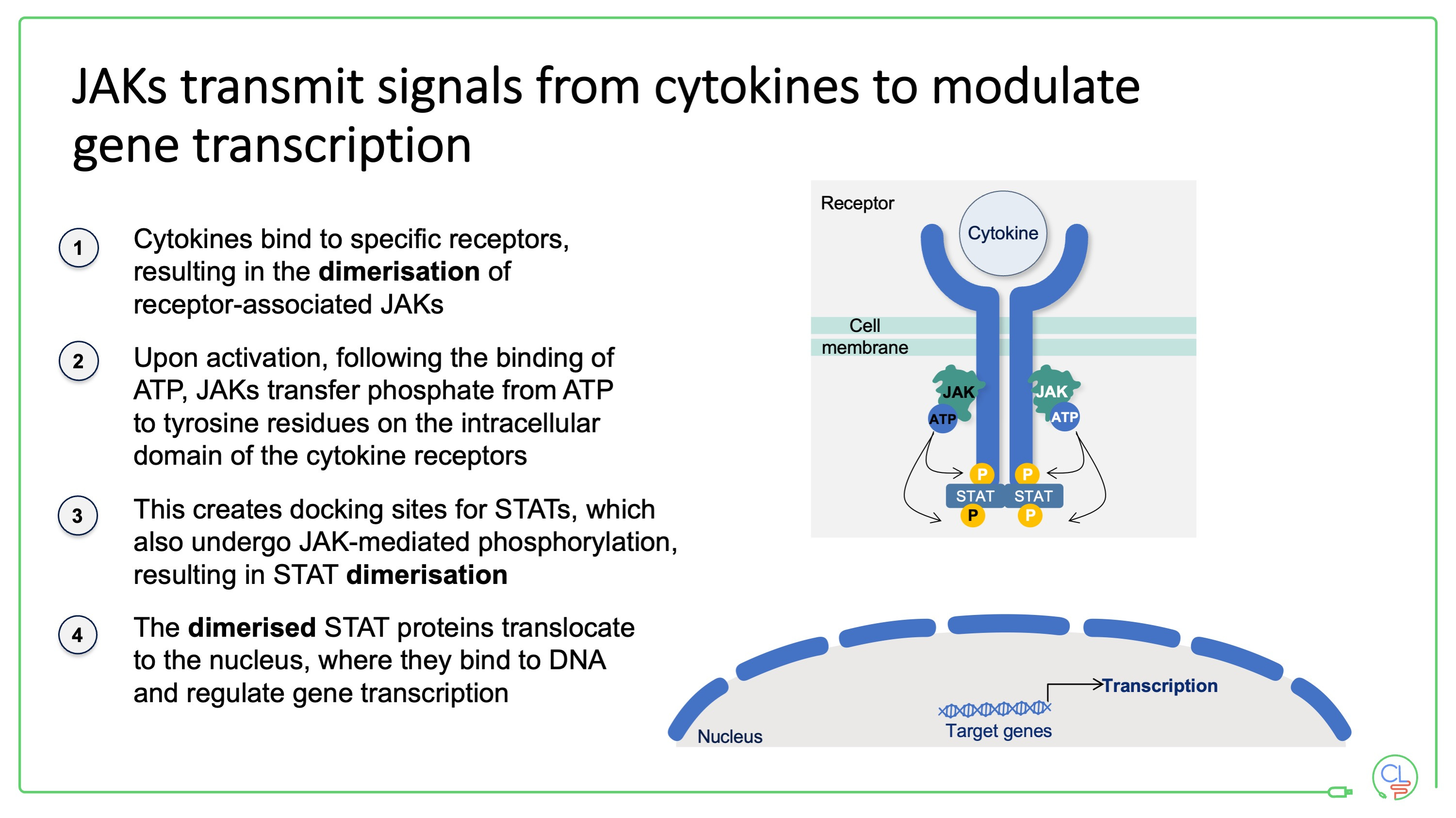 JAK inhibitors in IBD - by Charlie Lees - Atomic IBD