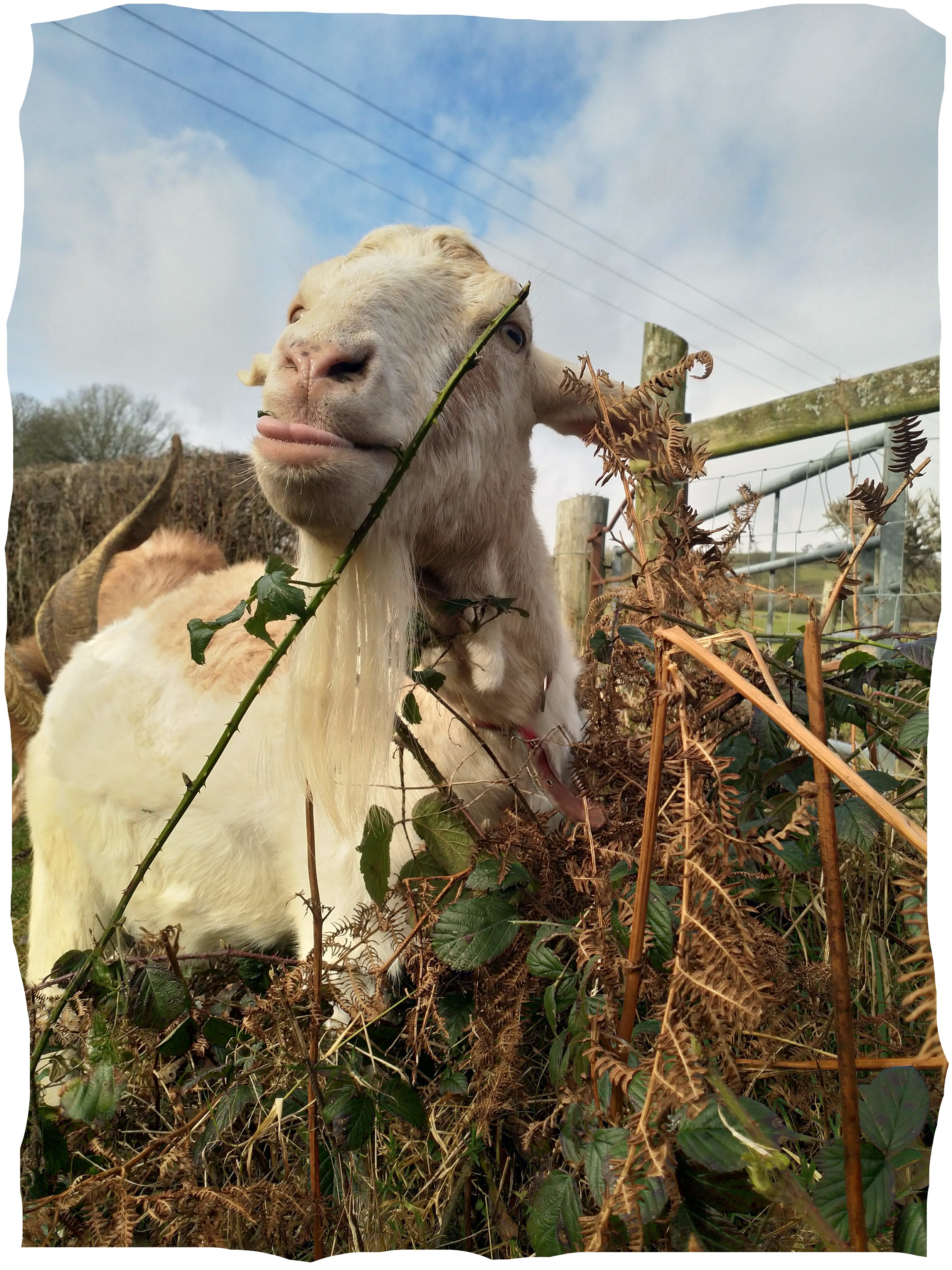An Introduction to Goat Wisdom - Walking with Goats