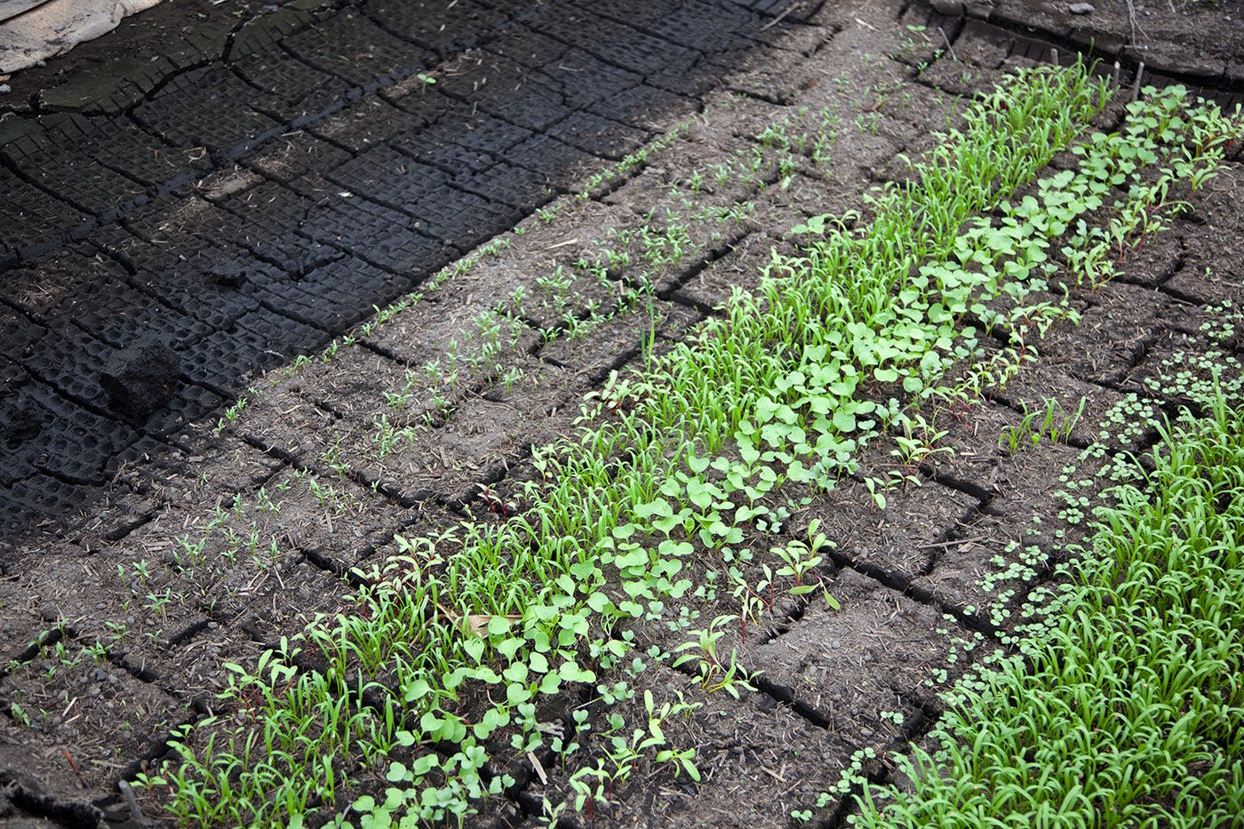The Chinampas of Xochimilco - by Nicholas Gill