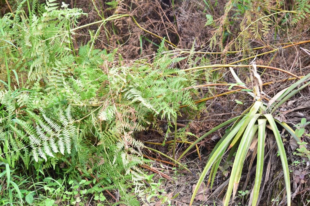 Controlling invasive alien species to ensure long-term biodiversity