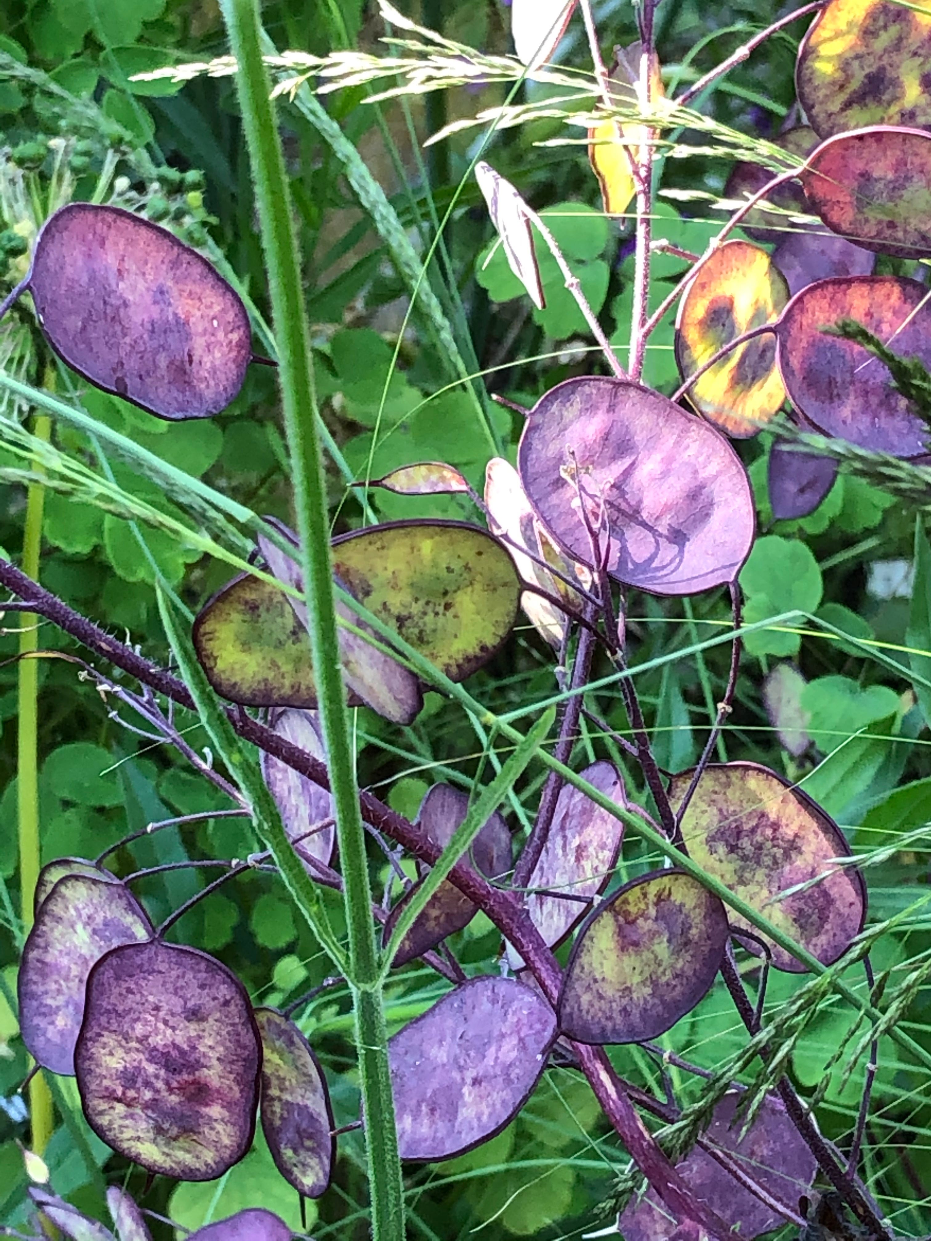 These are a Few of my Favourite Things - by Susy Smith