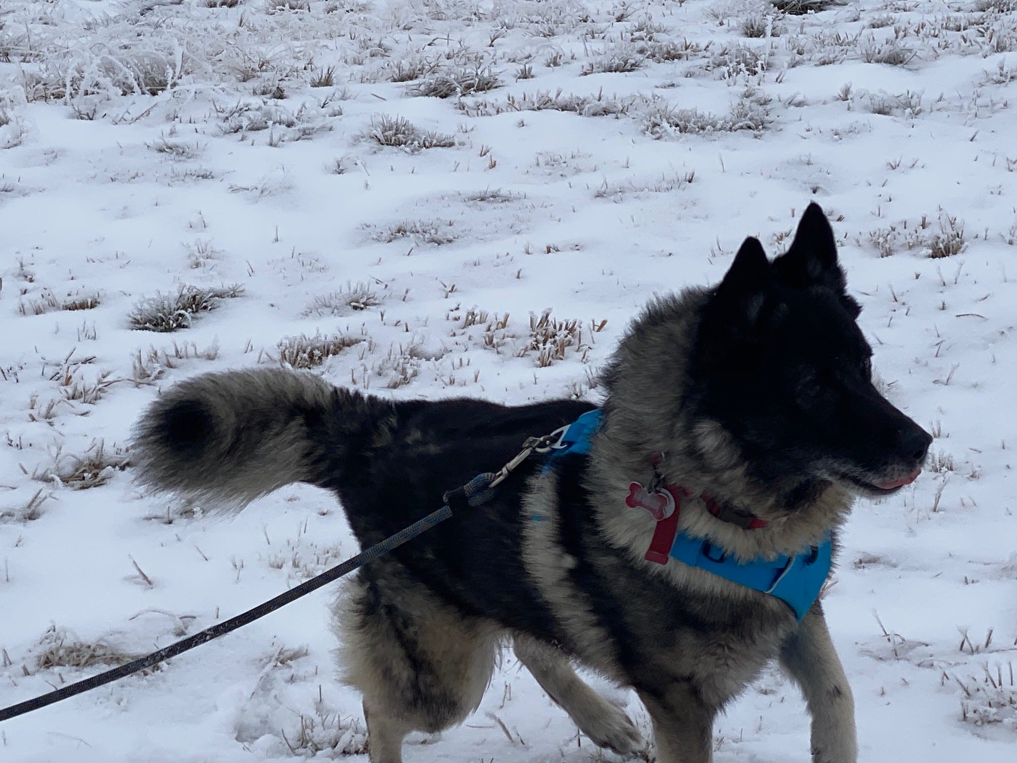 Pained Thomas' Newsletter | Substack