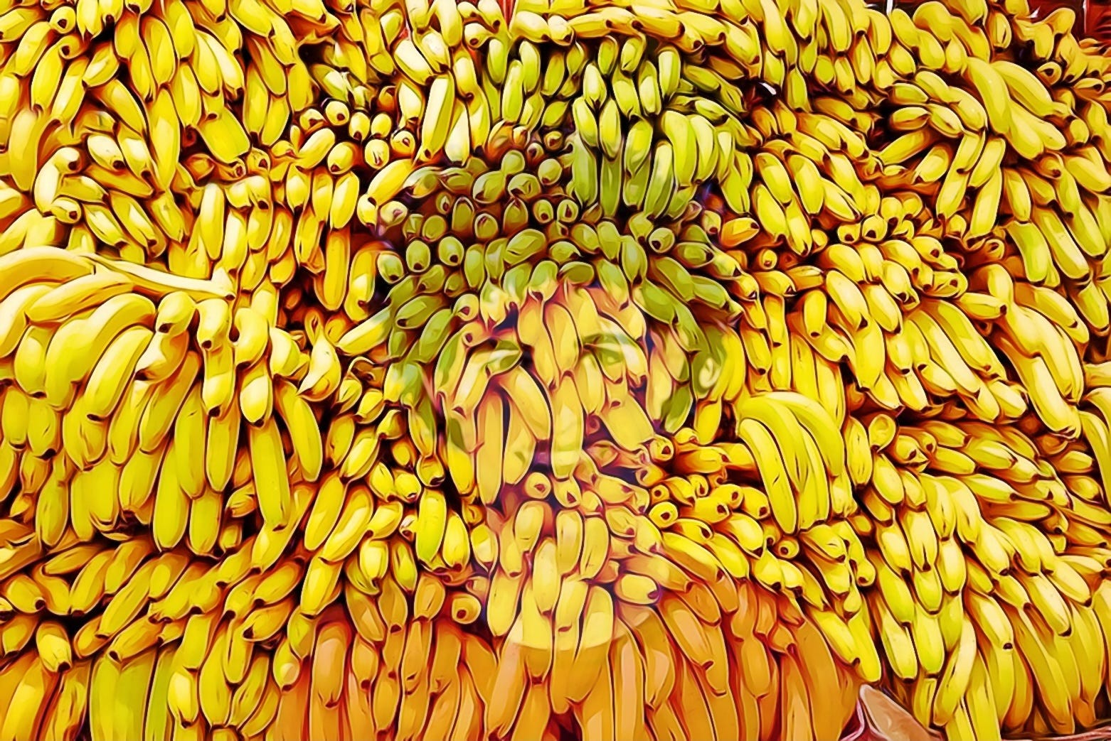 A Billion Bananas - The Last Bear Standing