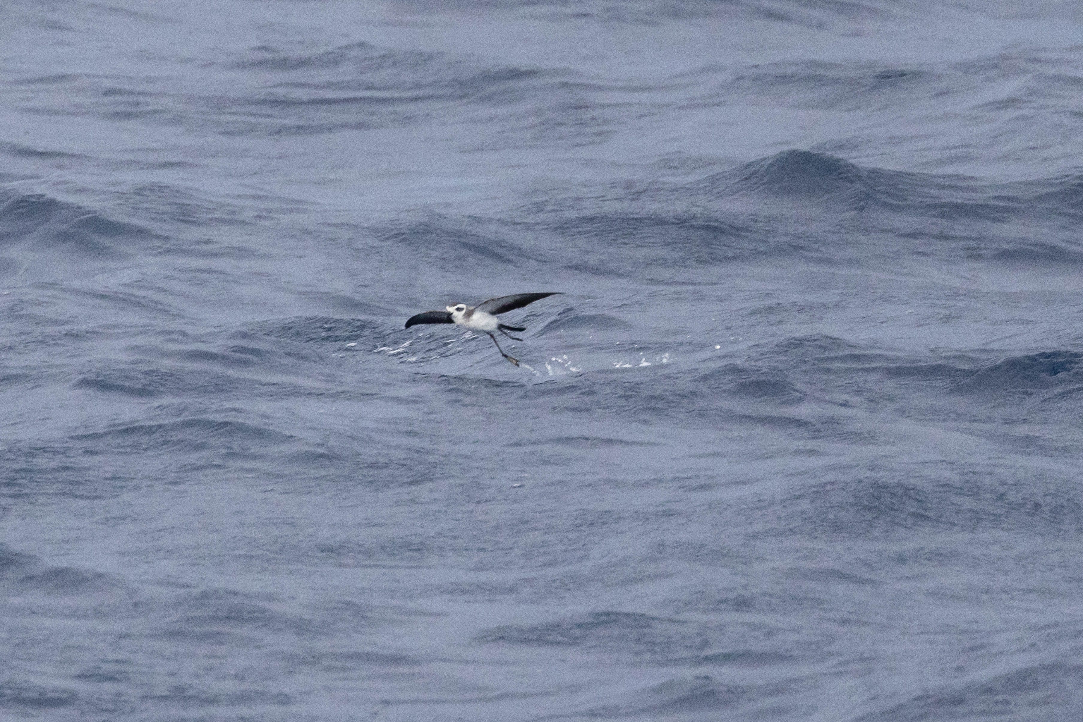 the sea kangaroos of new york's grand canyon