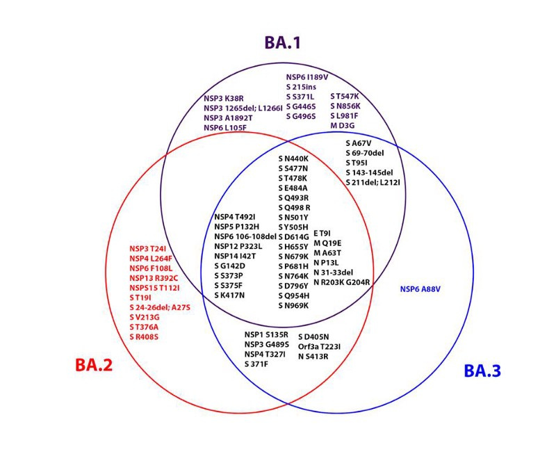 Where did the SARS-CoV-2 Omicron variant come from?