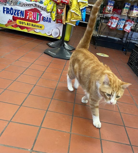 Bodega Cat: The Book - by Andy Selsberg - Read to Me