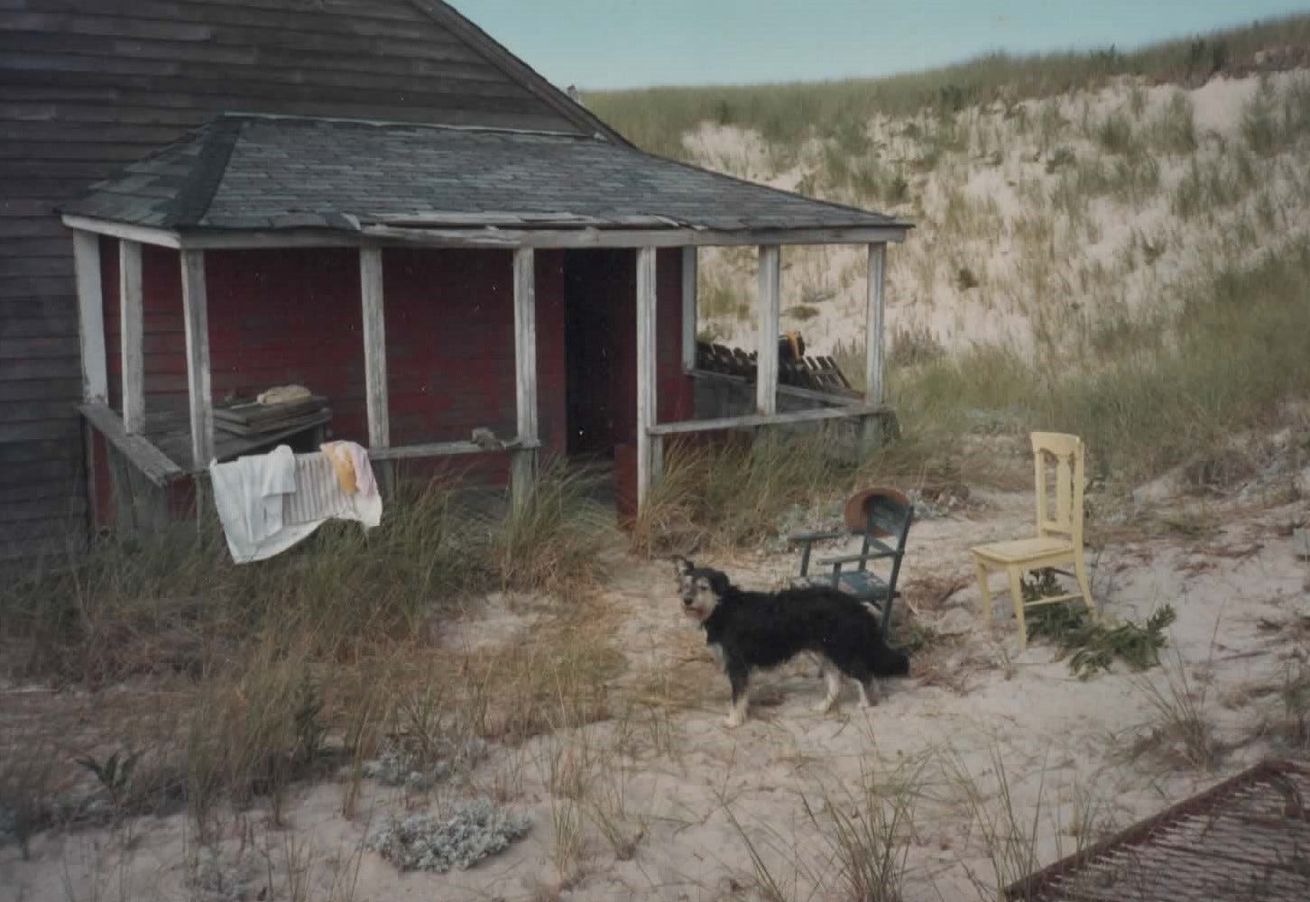 When Cape Cod dogs lived differently - by Seth Rolbein