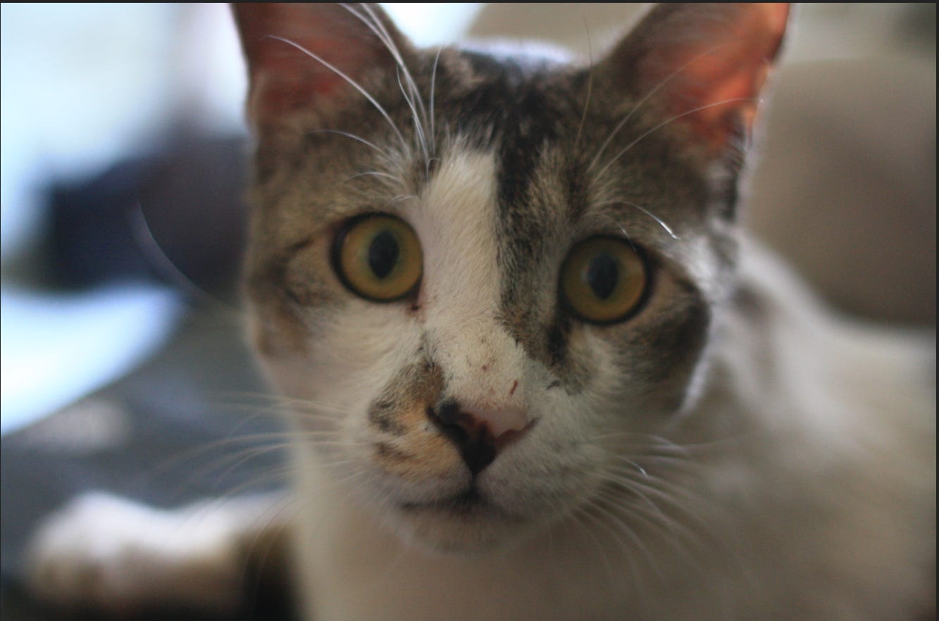 The Internet Personified: O Bruno, where art thou?