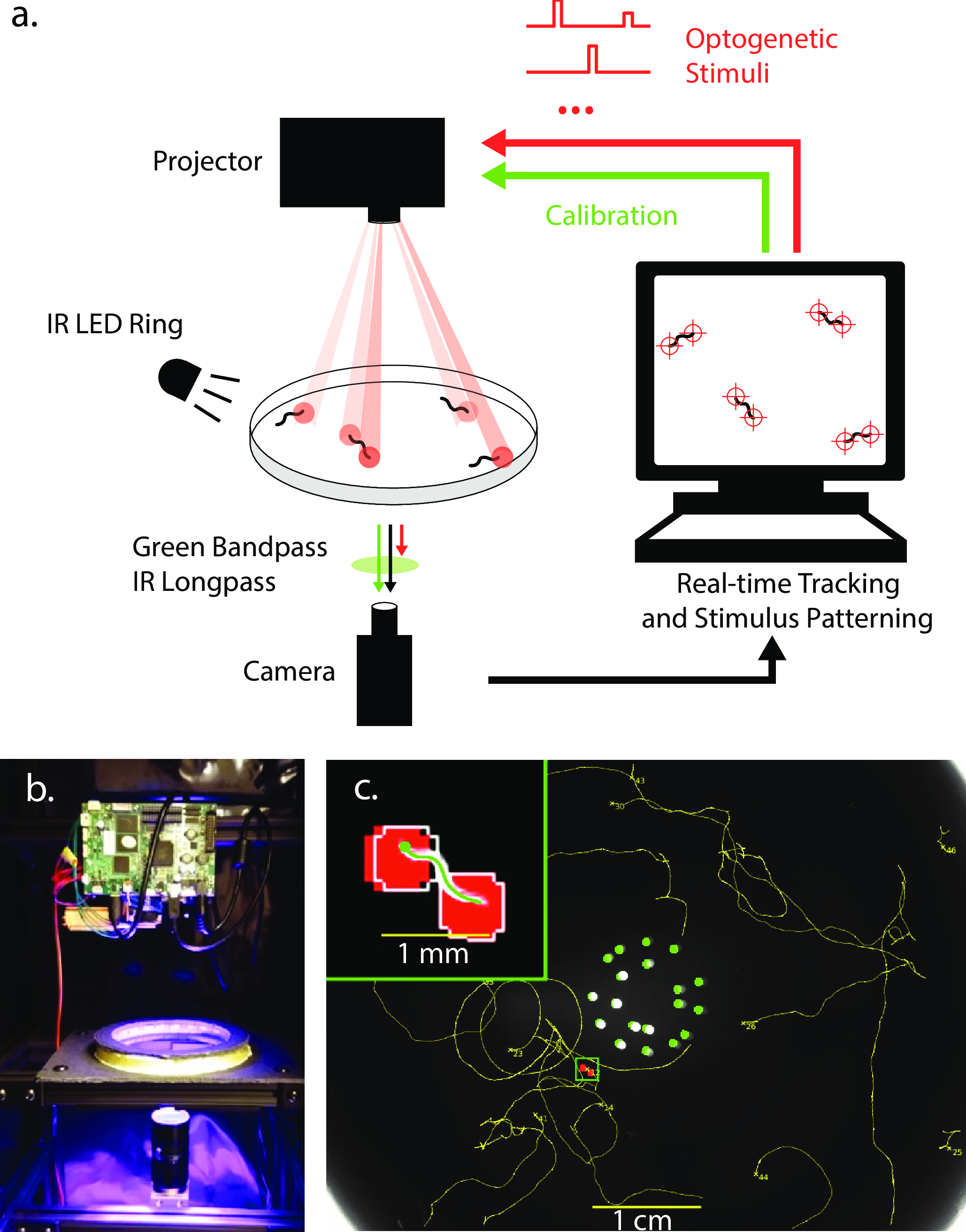 Controlling Worms with Light (Cell Crunch #52)