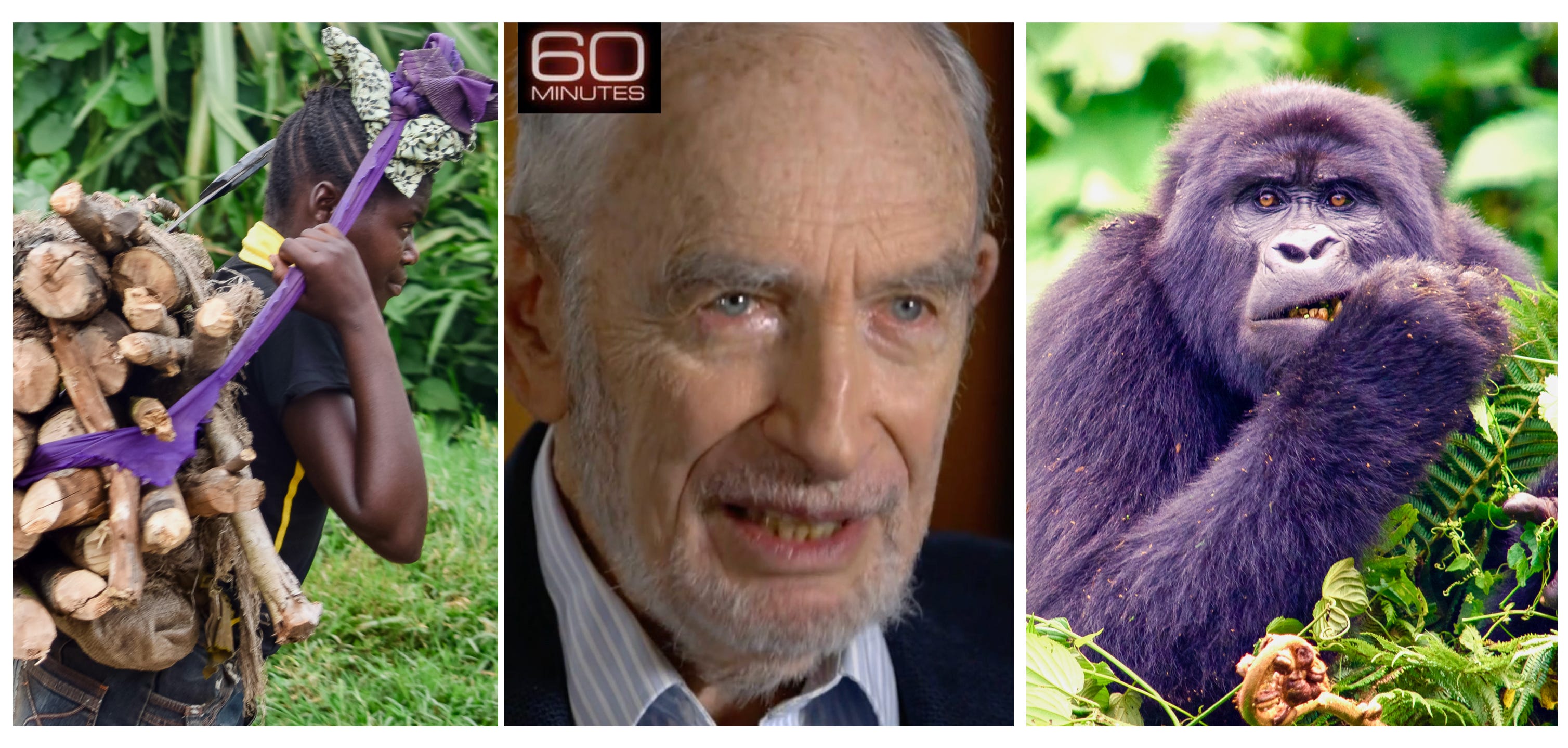 No, Humans Are NOT Causing A "Sixth Mass Extinction"