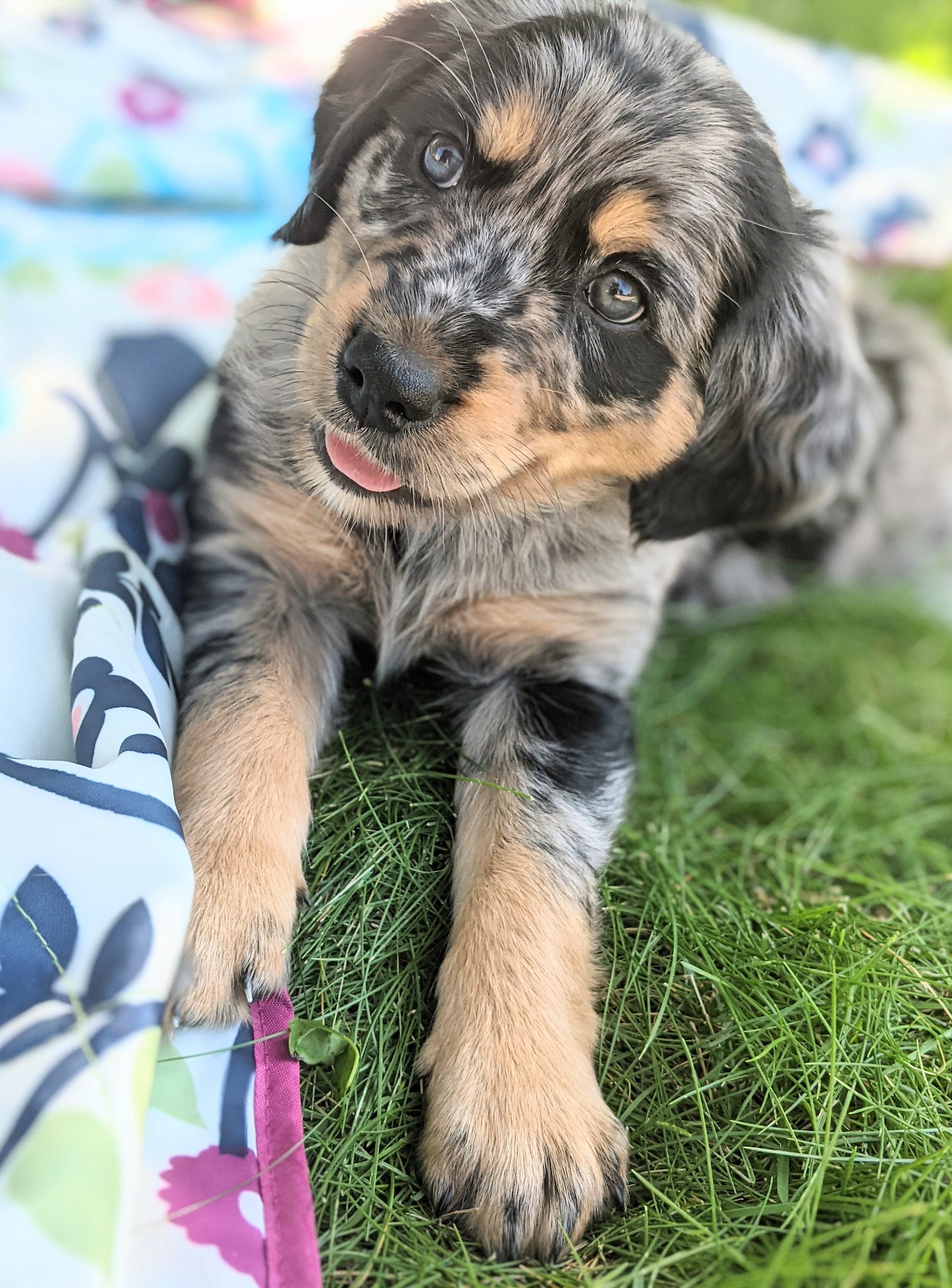How to raise a naturally-reared dog - by Levi Quackenboss