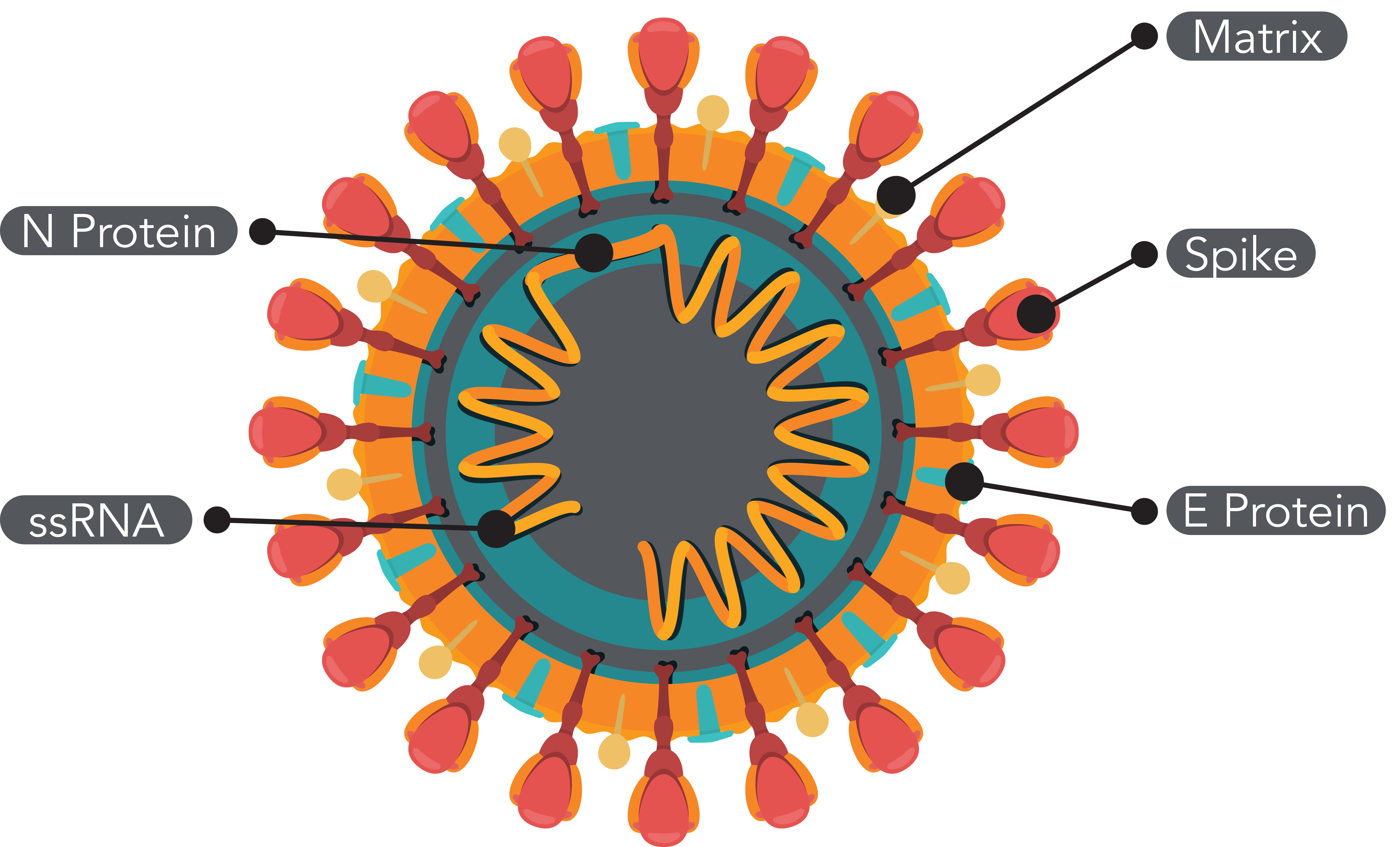 Breaking it Down: Parts of a Virus