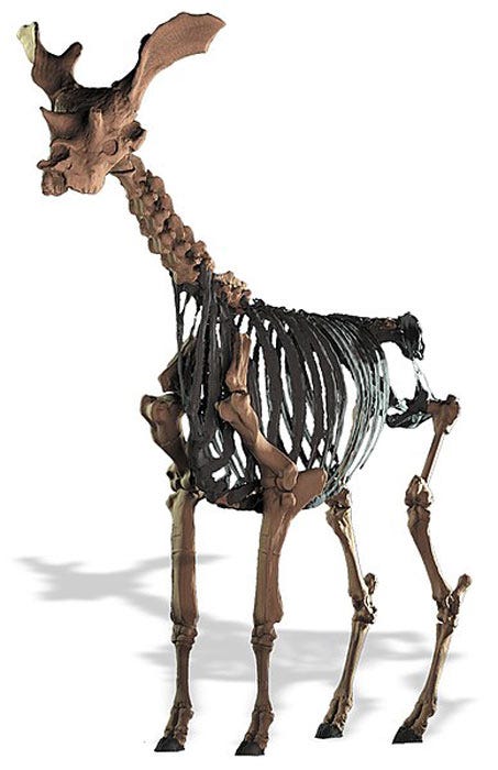 The Sivatherium of Kish - Ancient Origins UNLEASHED