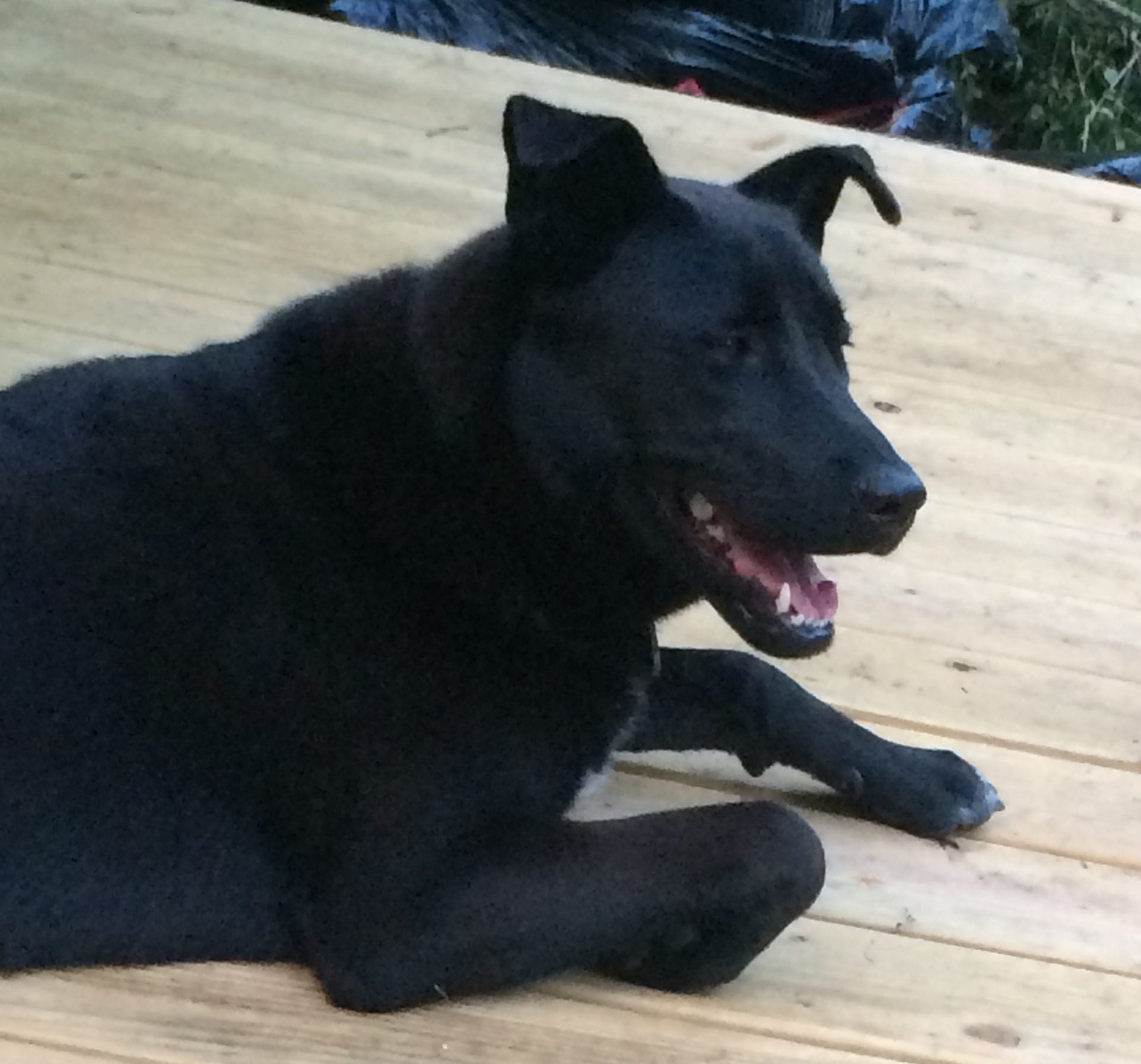 Hope Notes: What Went Right - by Michael Sperger