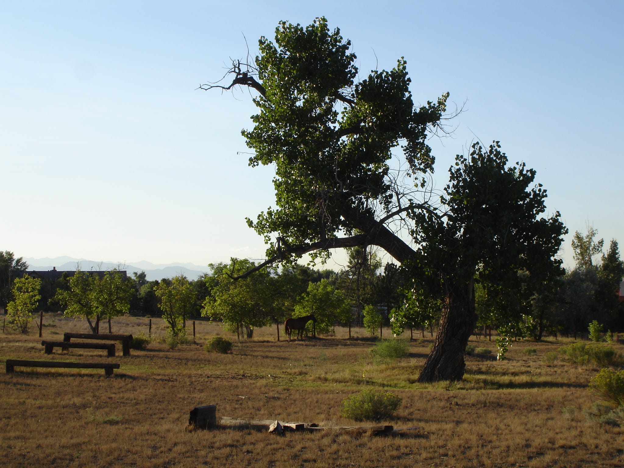 The Survivor Tree - by Gregory Engel - The Stoic Agilist
