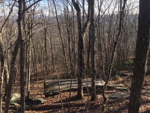 The Last Wolf of Connecticut - by Miles Howard