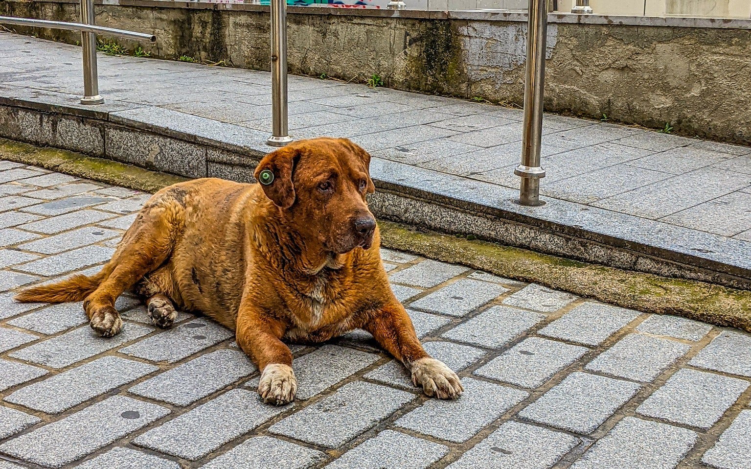 The Touching Lesson Behind Istanbul's Love for Its Many — MANY — Cats