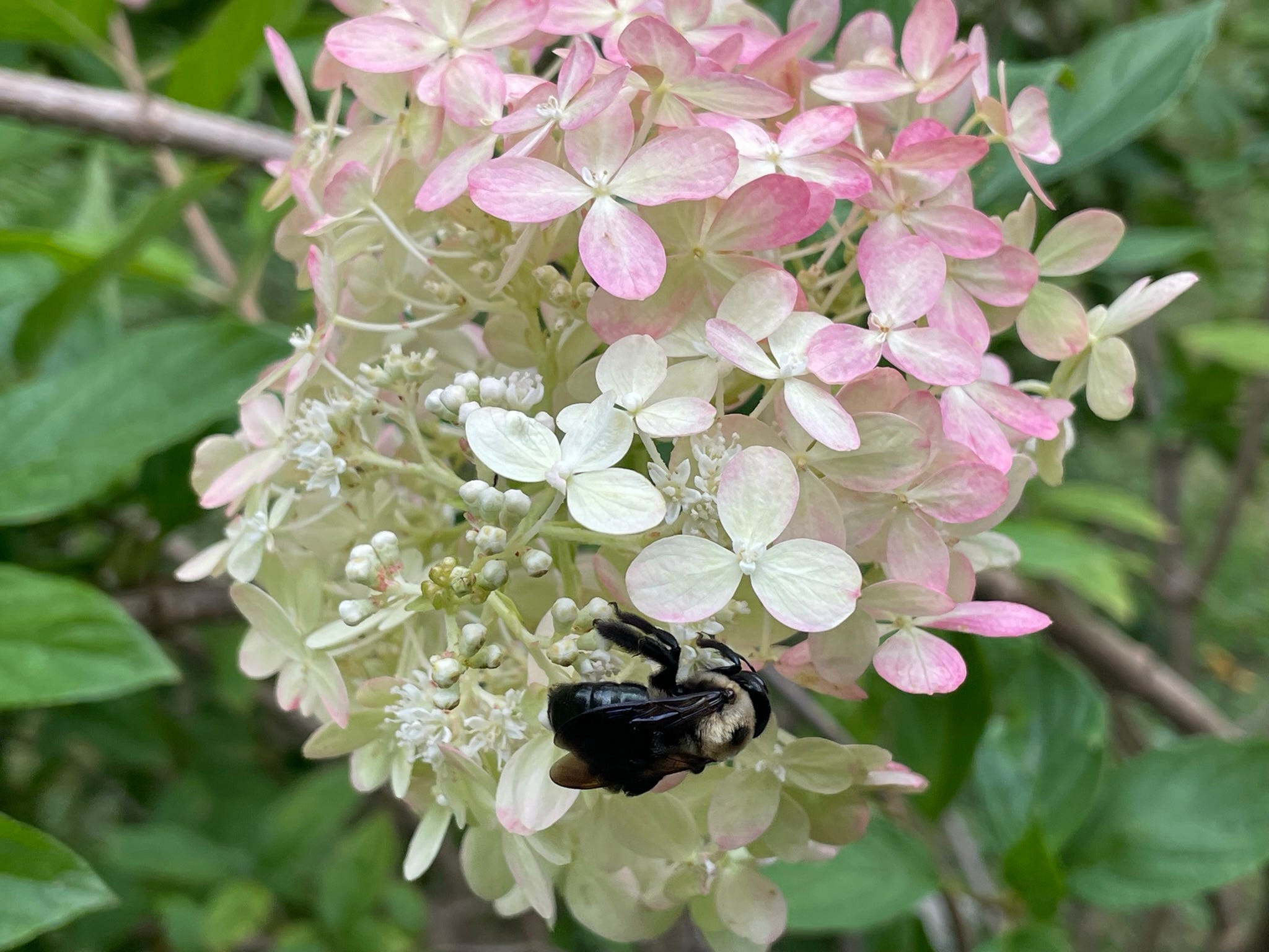 Feeding Hungry Plants - The Overscheduled Gardener