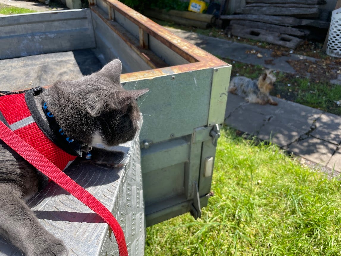 Issue 11: Ted talks dogs - by Tansy Bradshaw - Ted Talks