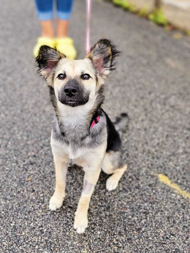 A boonie dog's new adventure in New Hampshire