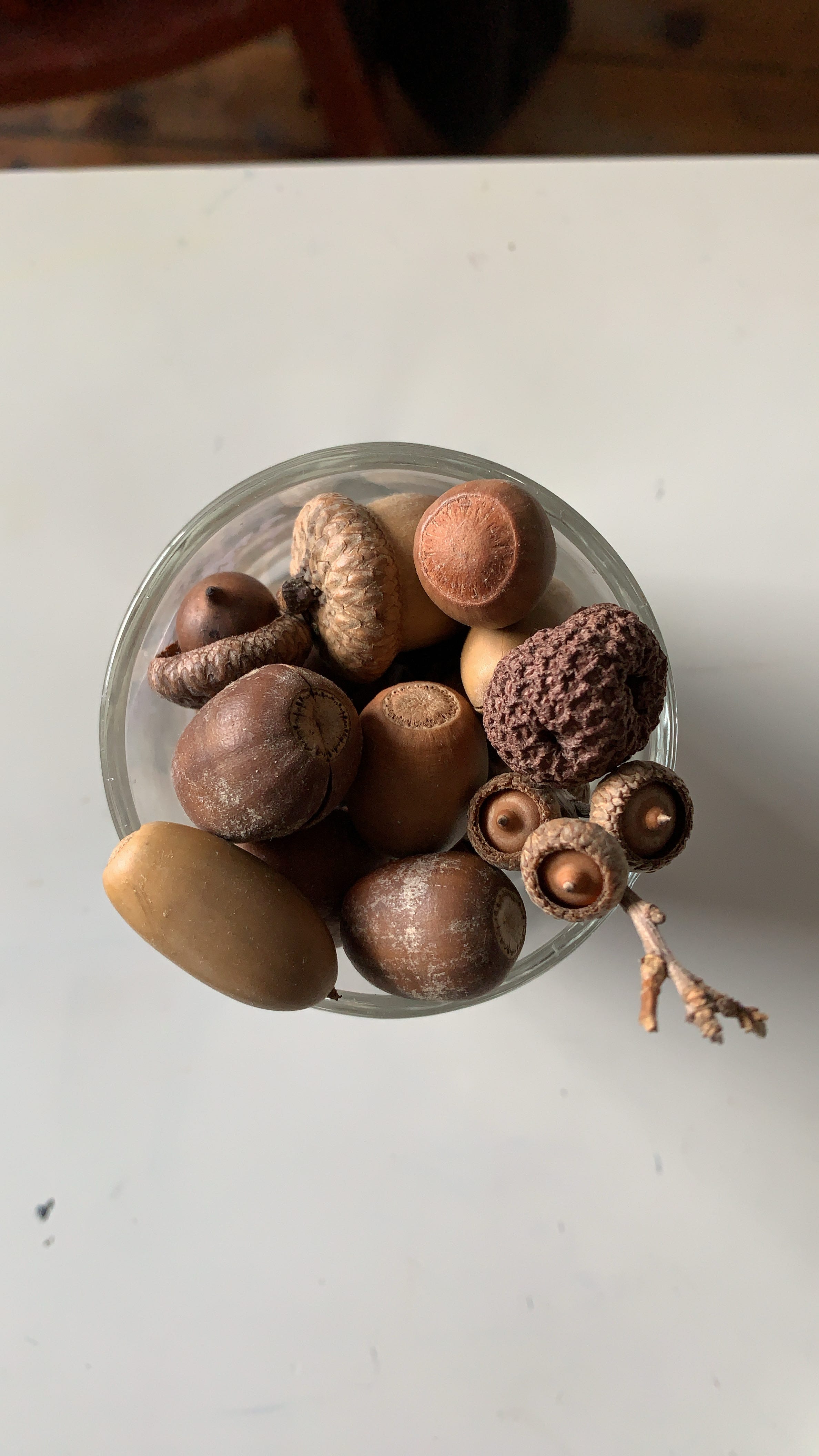 acorns! - by Toronto Ink Company