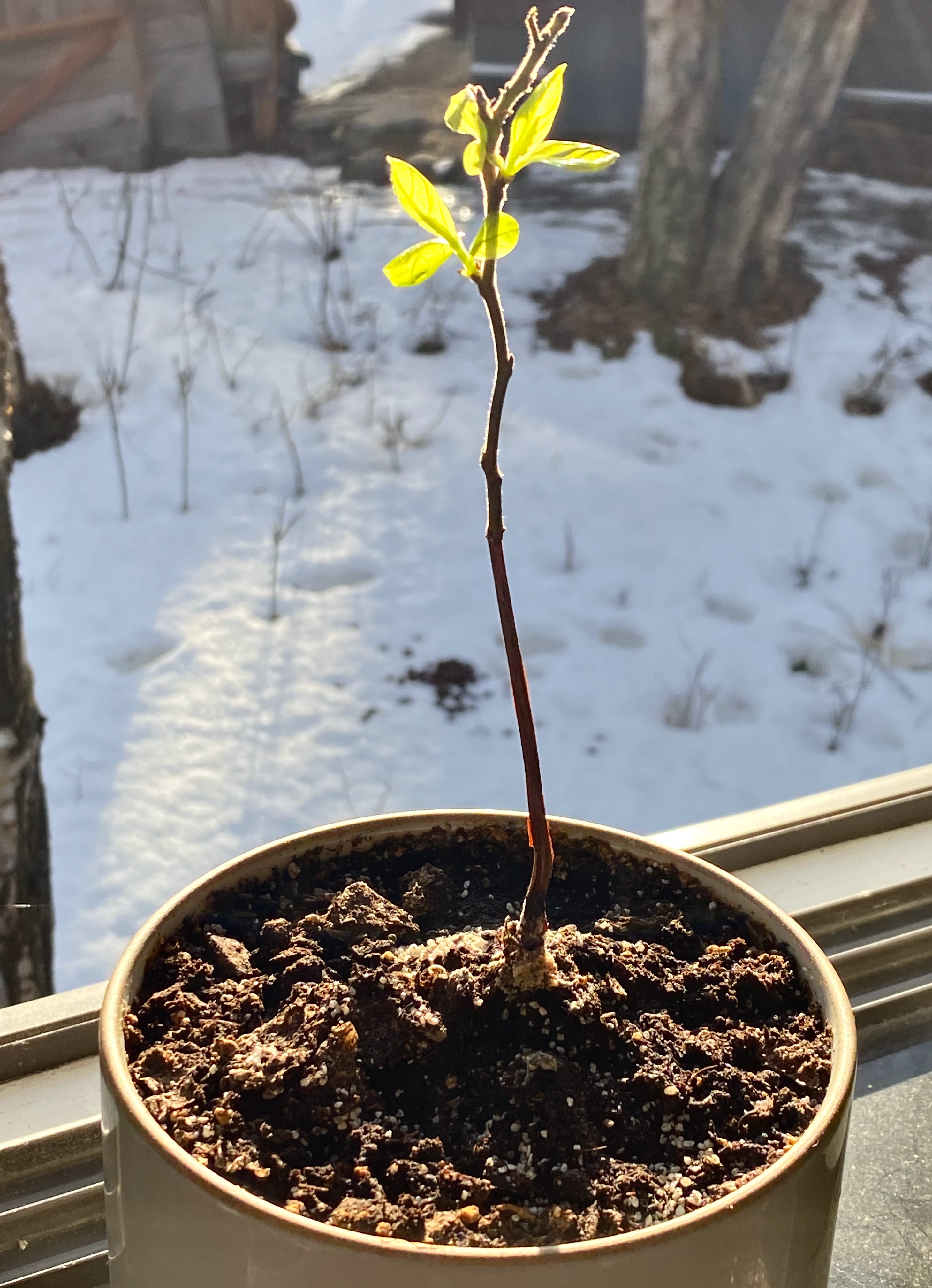 To have great faith in a seed - by Freya Rohn