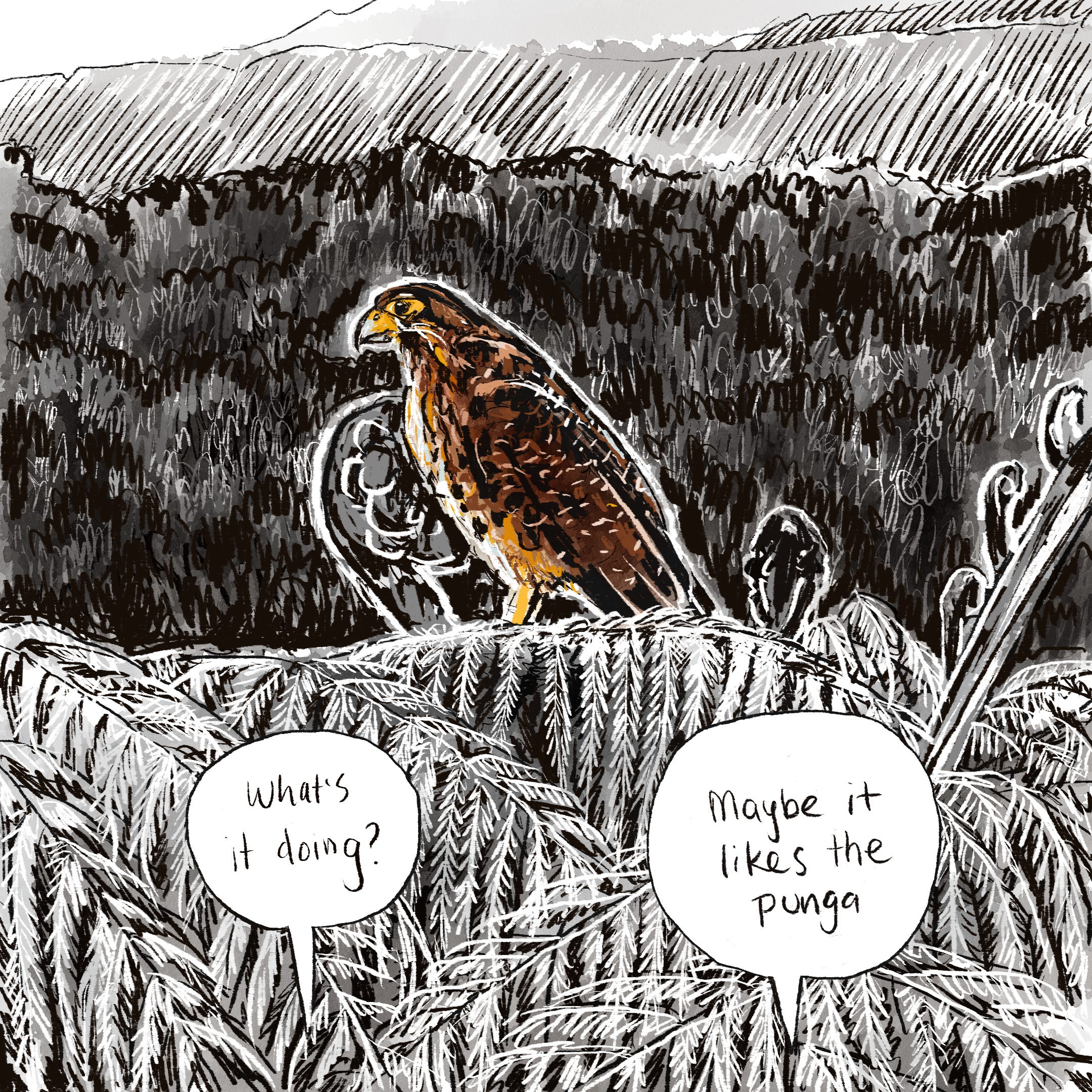Kārearea - by Tara Black - Tara Comics