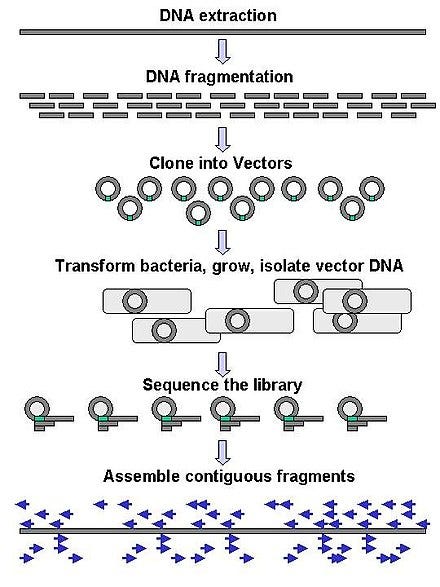 An Introduction to Genomic Sequencing