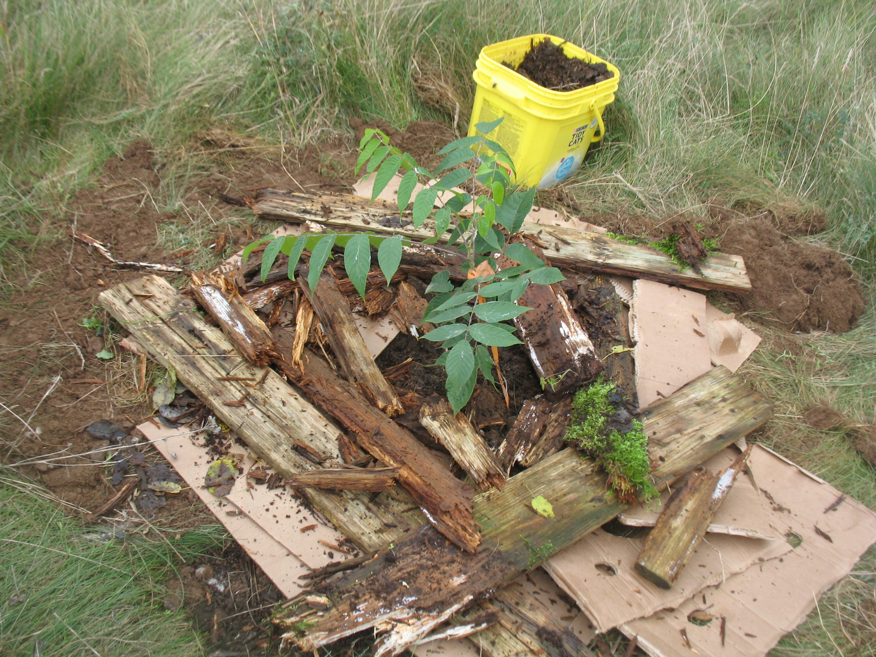 Forest Gardening (Part 1) - by Grandmother Birch