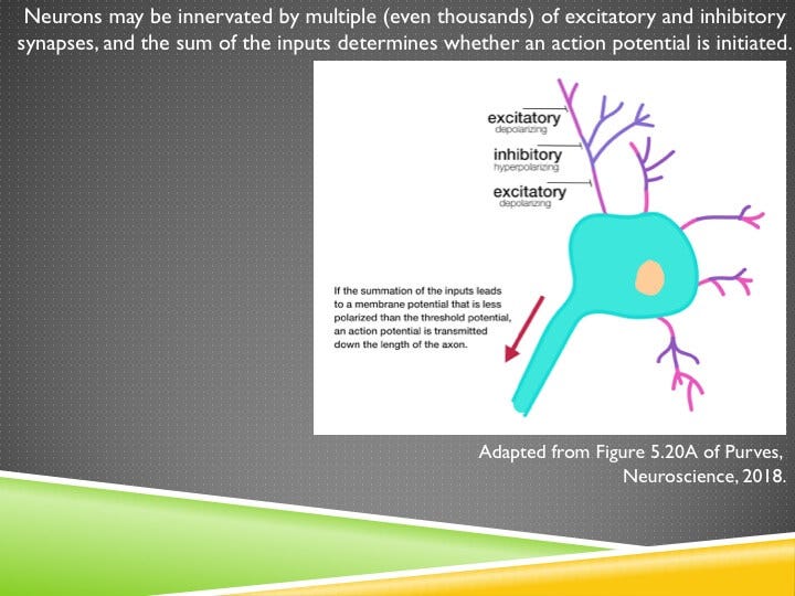39. How Neurons Get Excited - by Chris Masterjohn, PhD