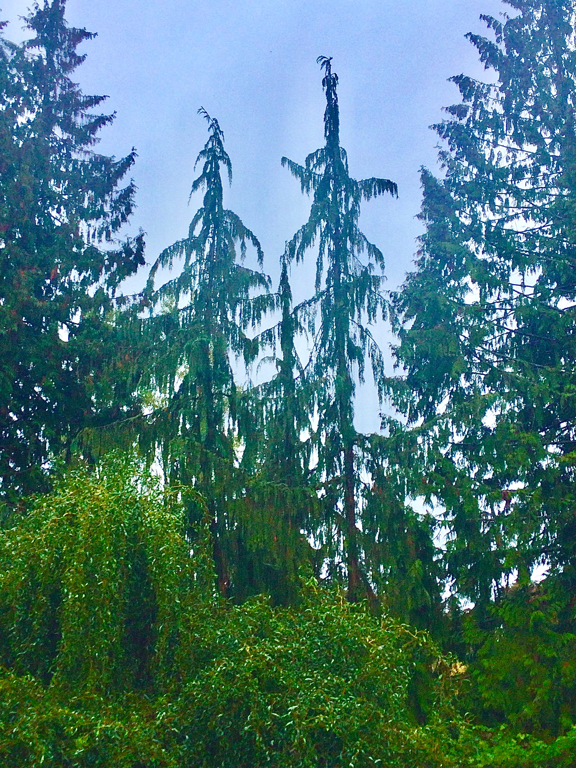 Dying Wiser #11: Tree Trilogy: Three - by Kert Lenseigne 🌱