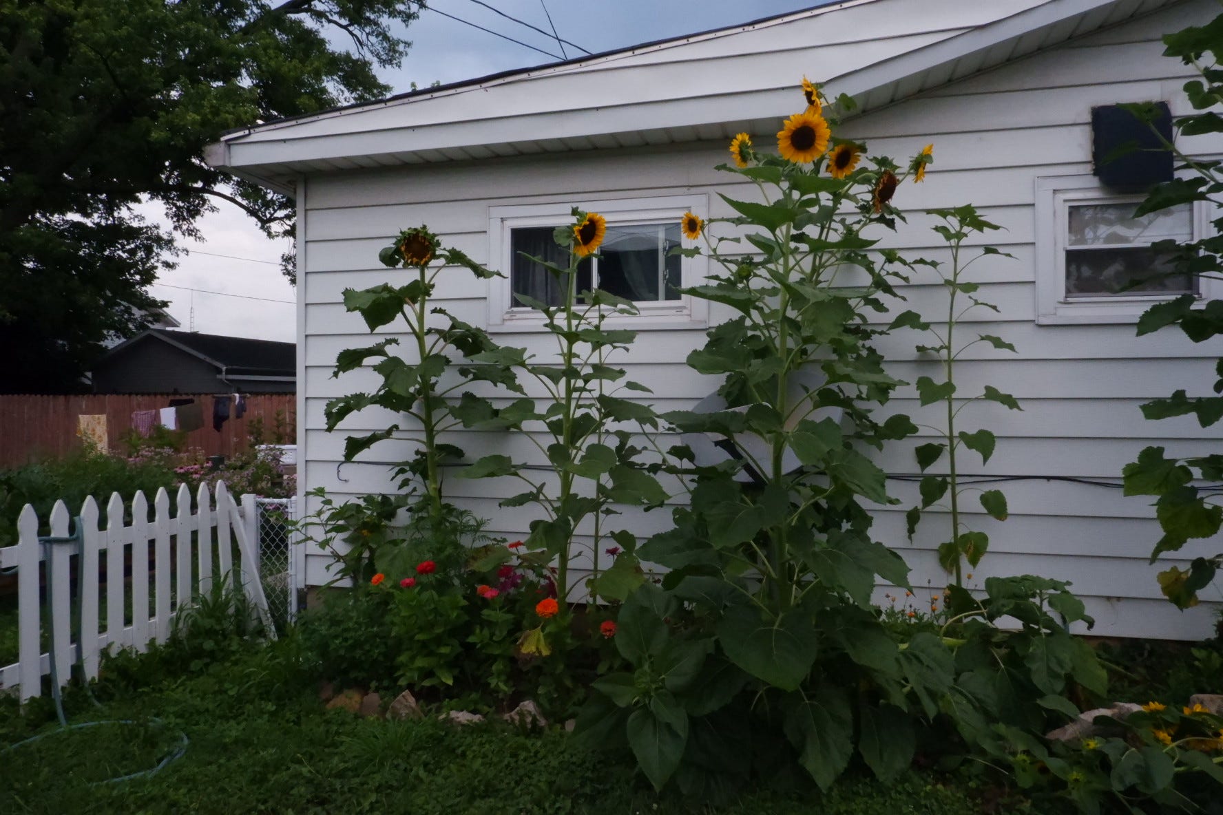 In Praise of Inconvenient Things - by Sanna King