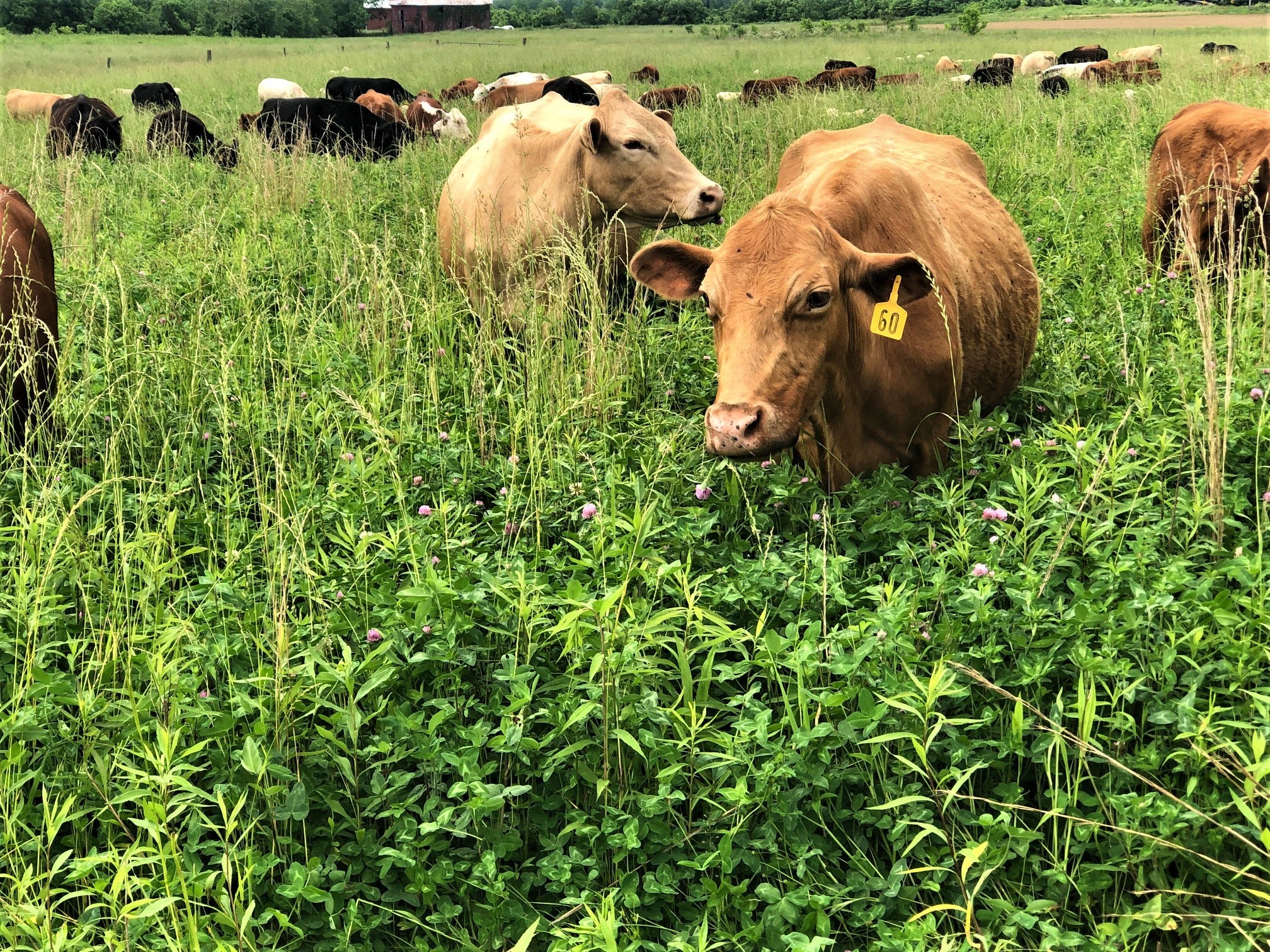 THE EVOLUTION OF A MULTI-SPECIES GRAZING OPERATION