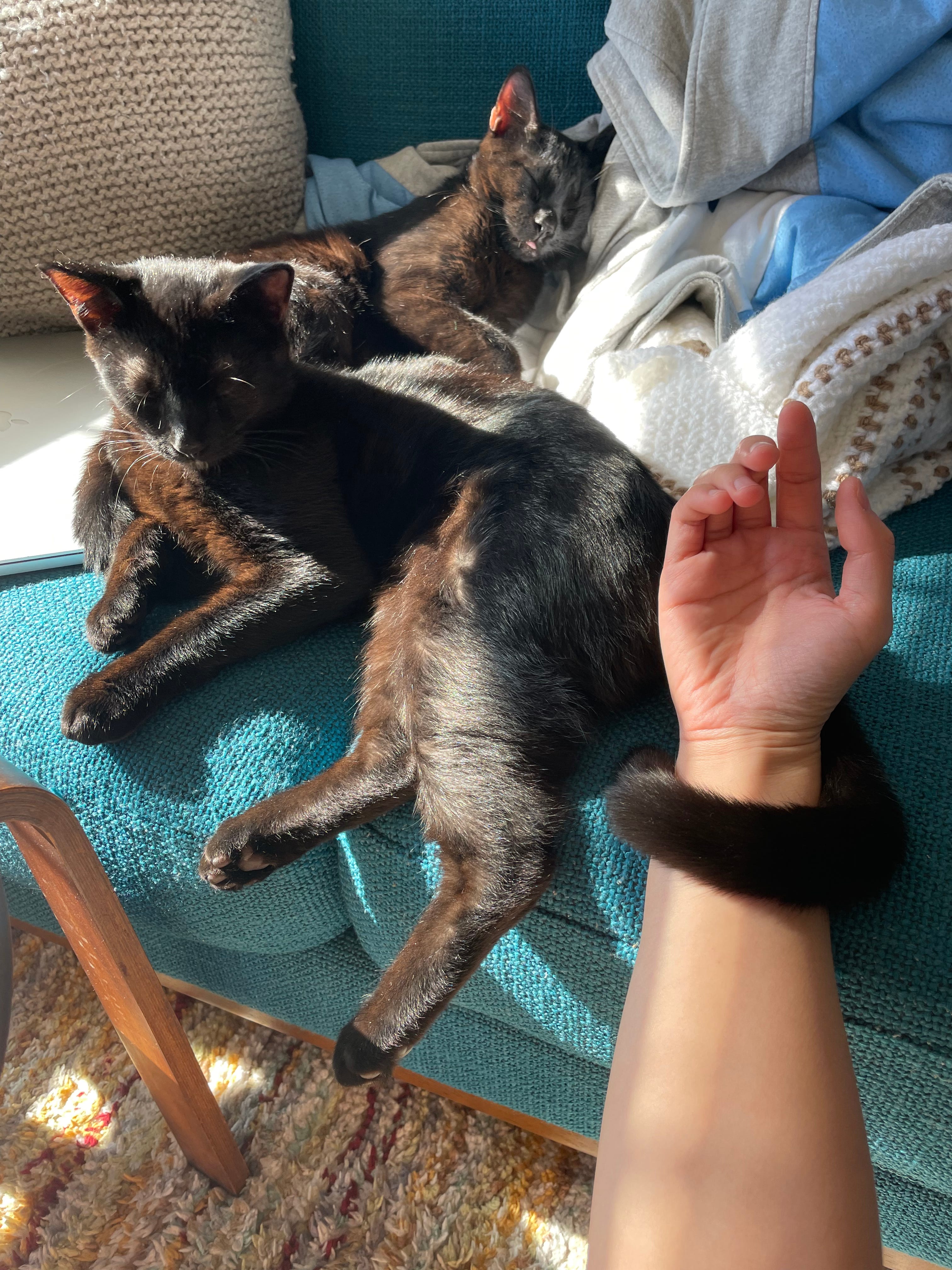Basil's Tail - by Tys Sweeney and Lily Zhang - Two Cats