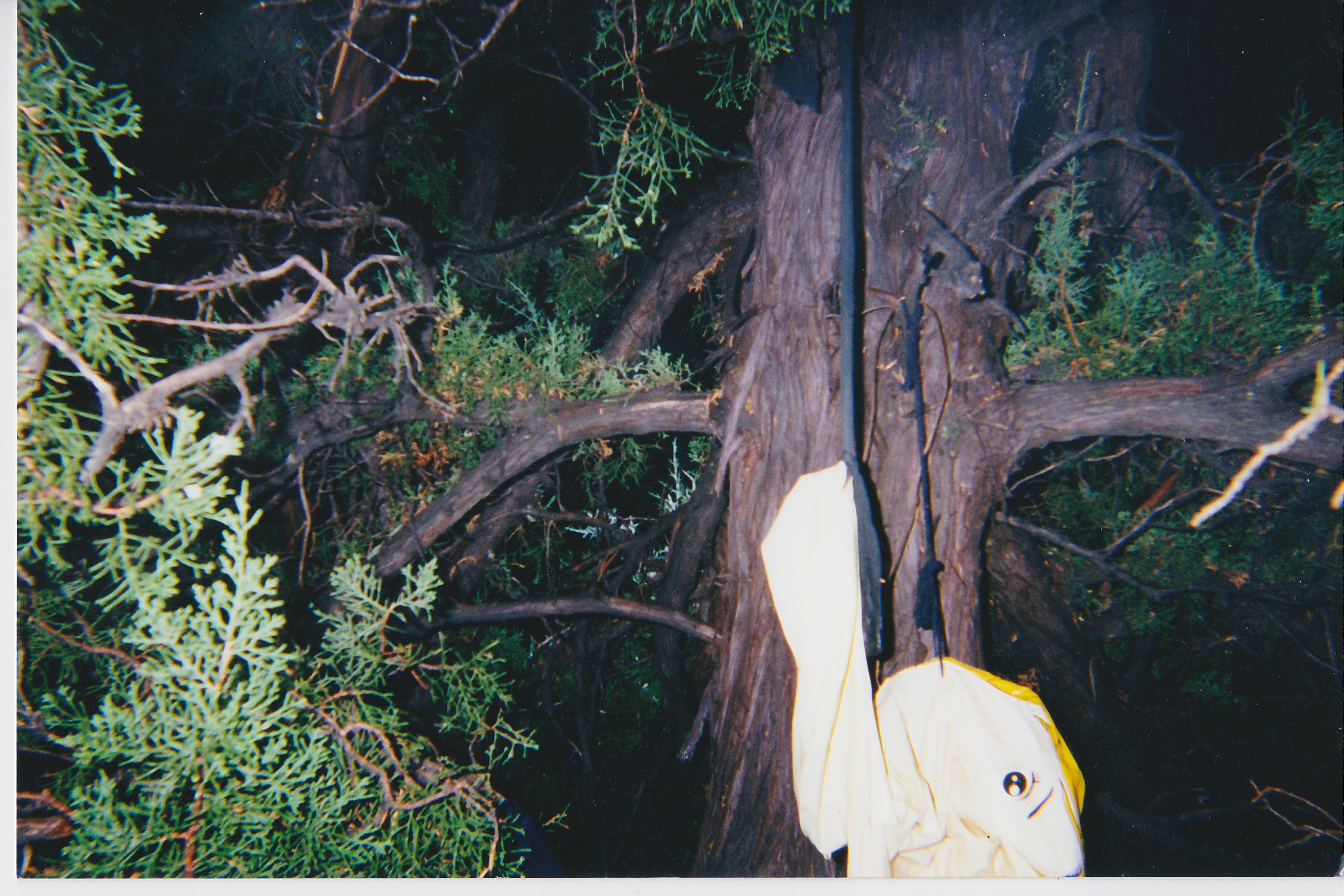 I Found Some of the Photographs - by Athena Walker