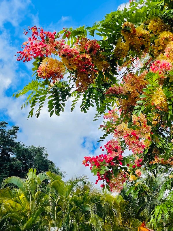 Hawaii's Flowering Trees - by Greg Patent
