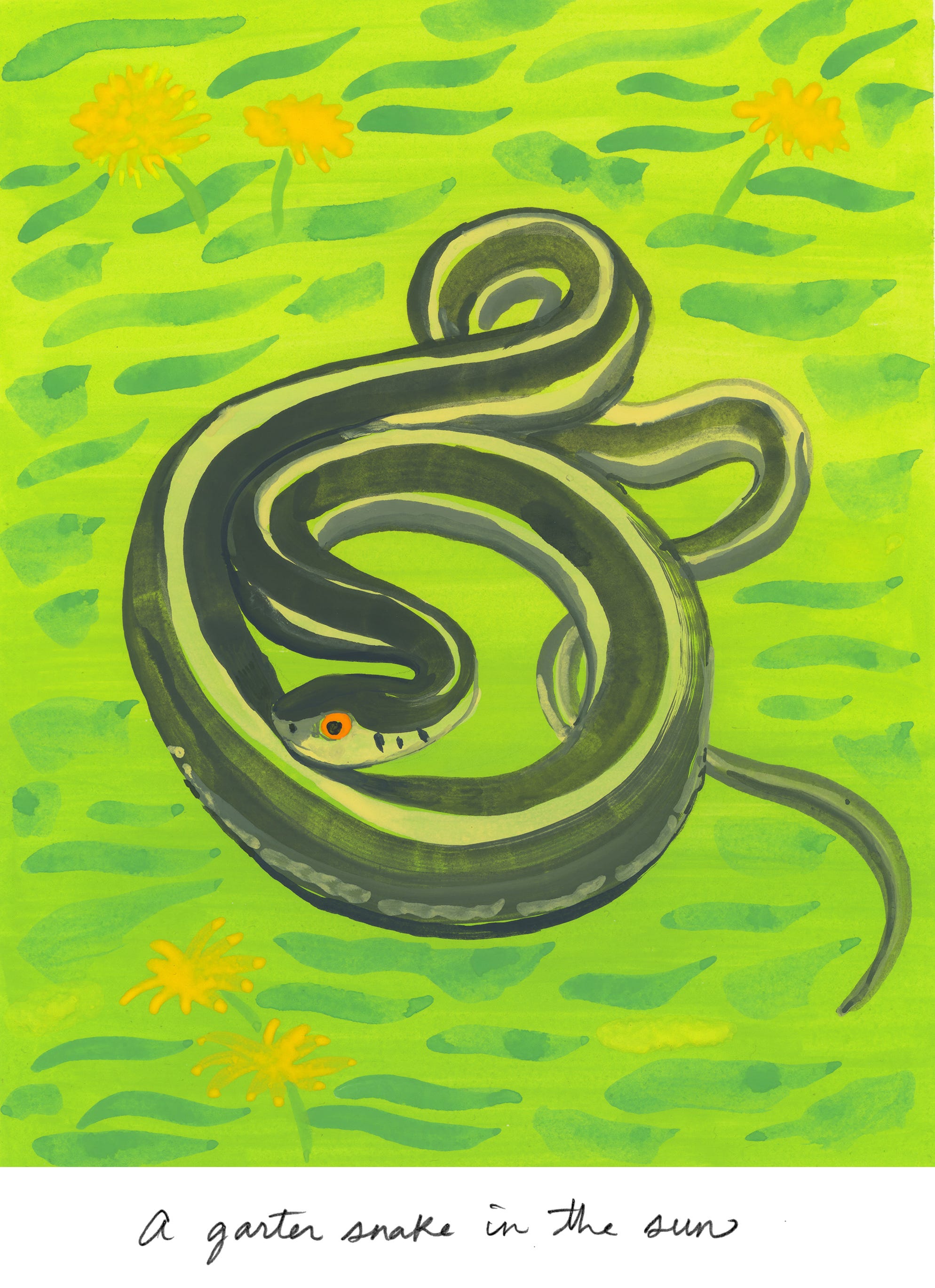 Wild Life / garter snake - by Amy Jean Porter - Wild Life