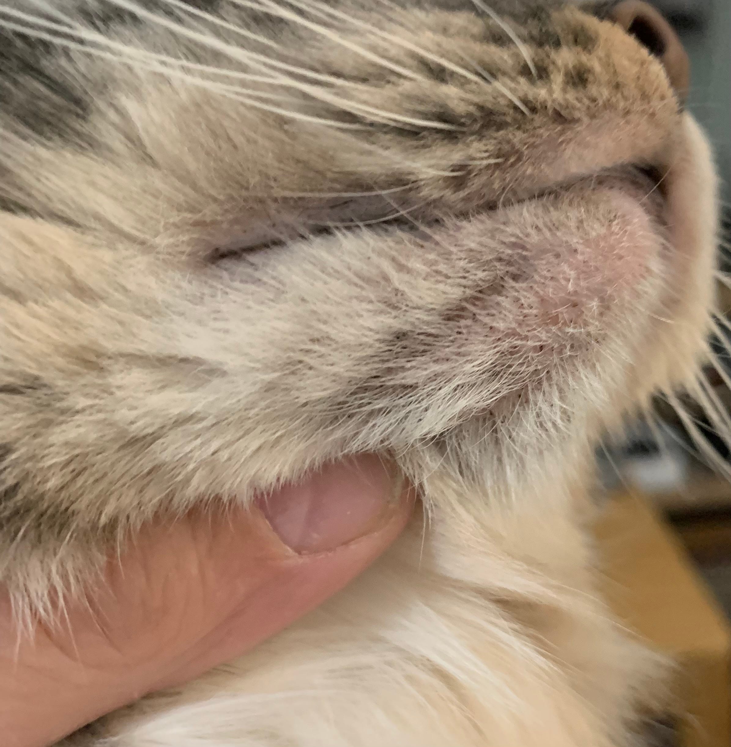 Does Michael Acoustic Choke Out His Cat? Well, No, Actually ...