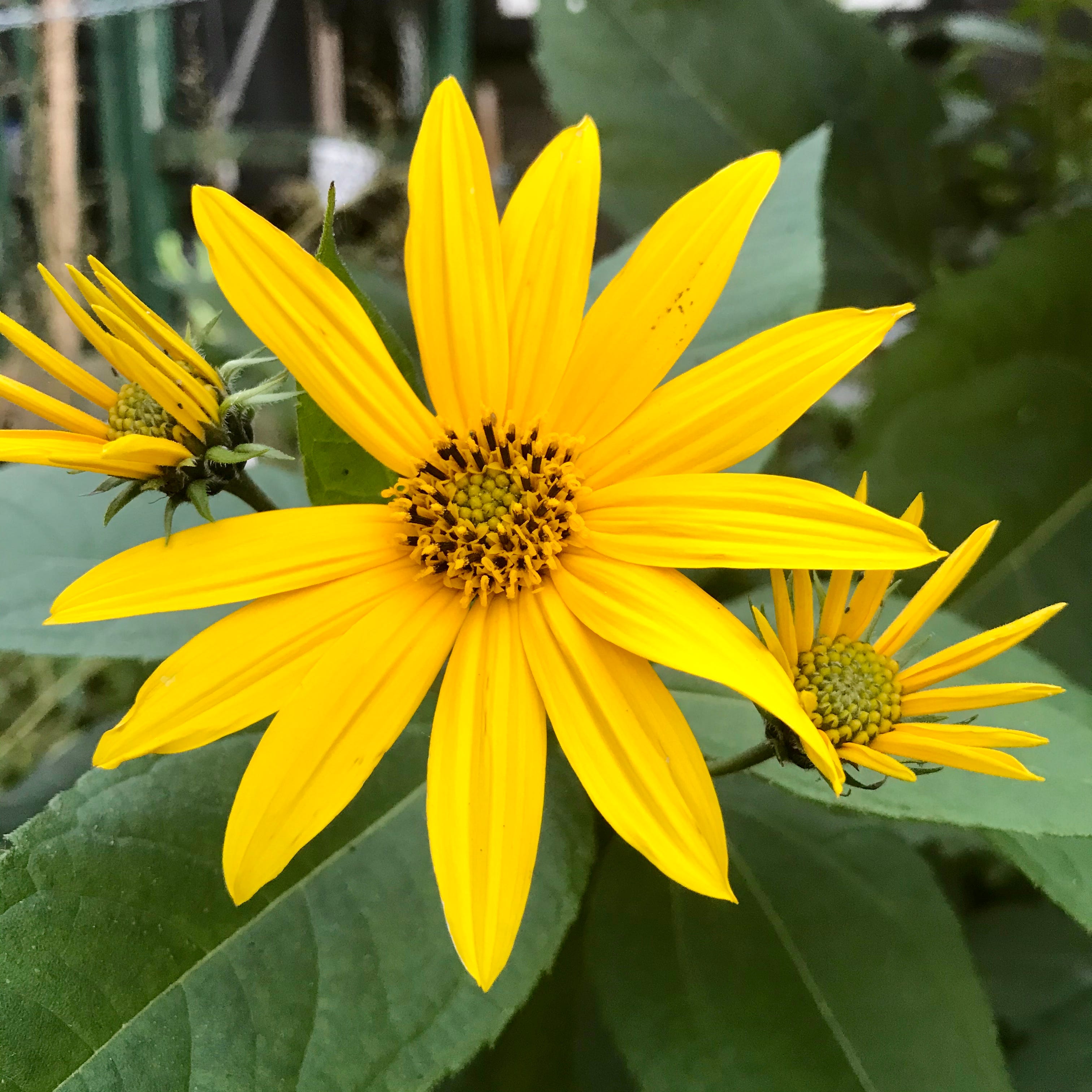 Raspberry Rum Cake - by M M - The Art of Imperfect Cooking